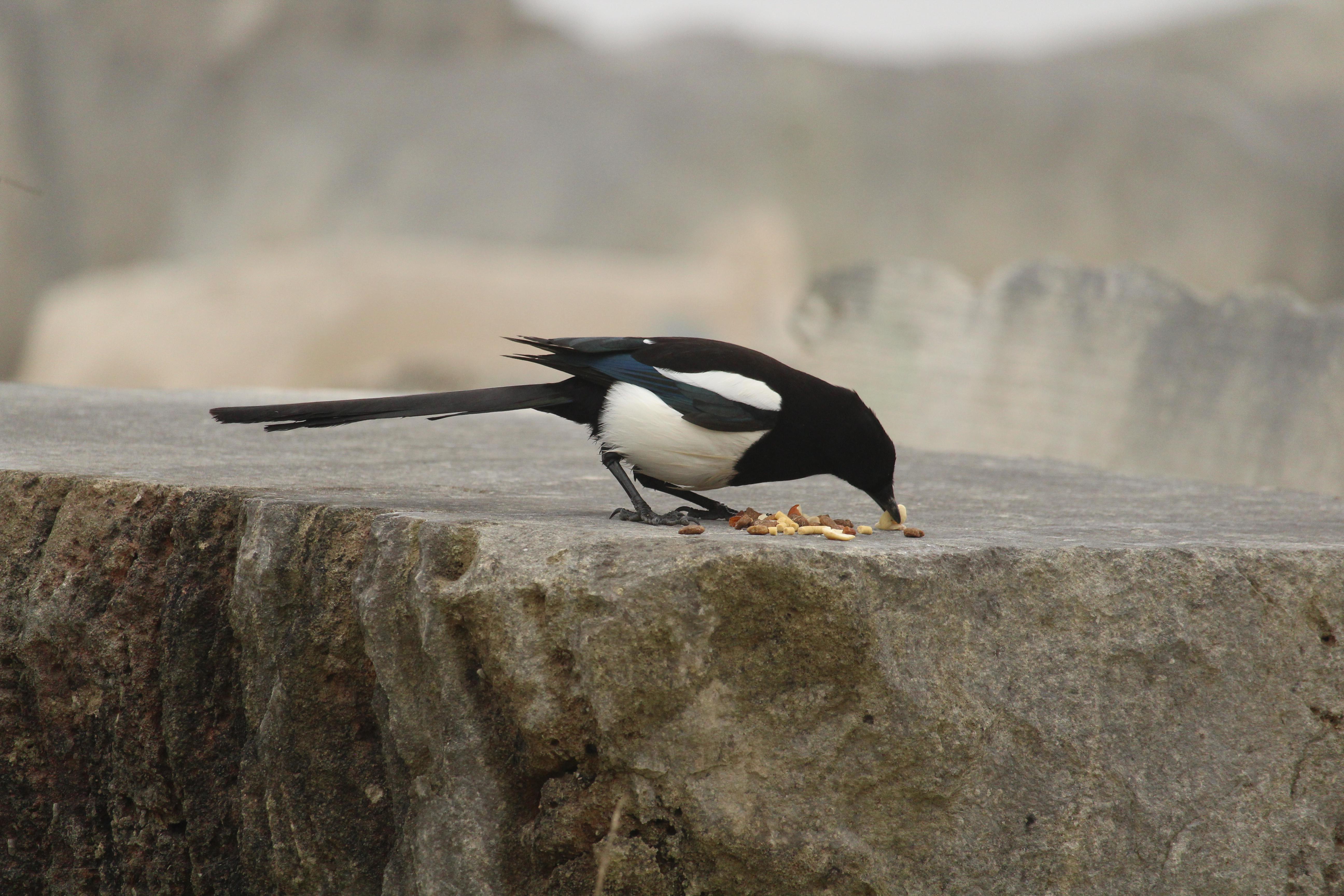 Magpie enjoying a shared snack | Scrolller