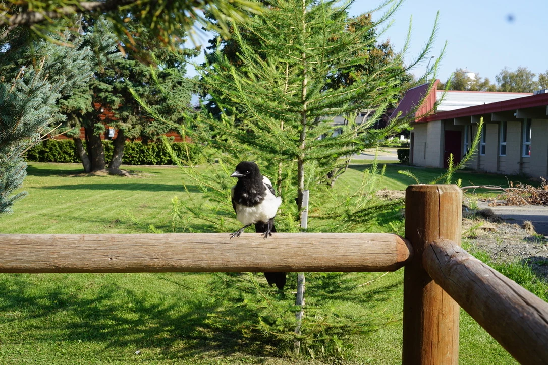 magpie in seward, alaska | Scrolller