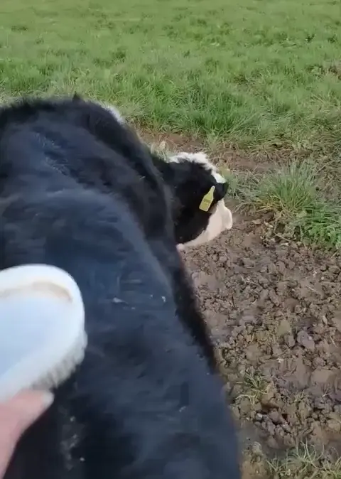 Magpie let me brush her tail for the first time today! | Scrolller