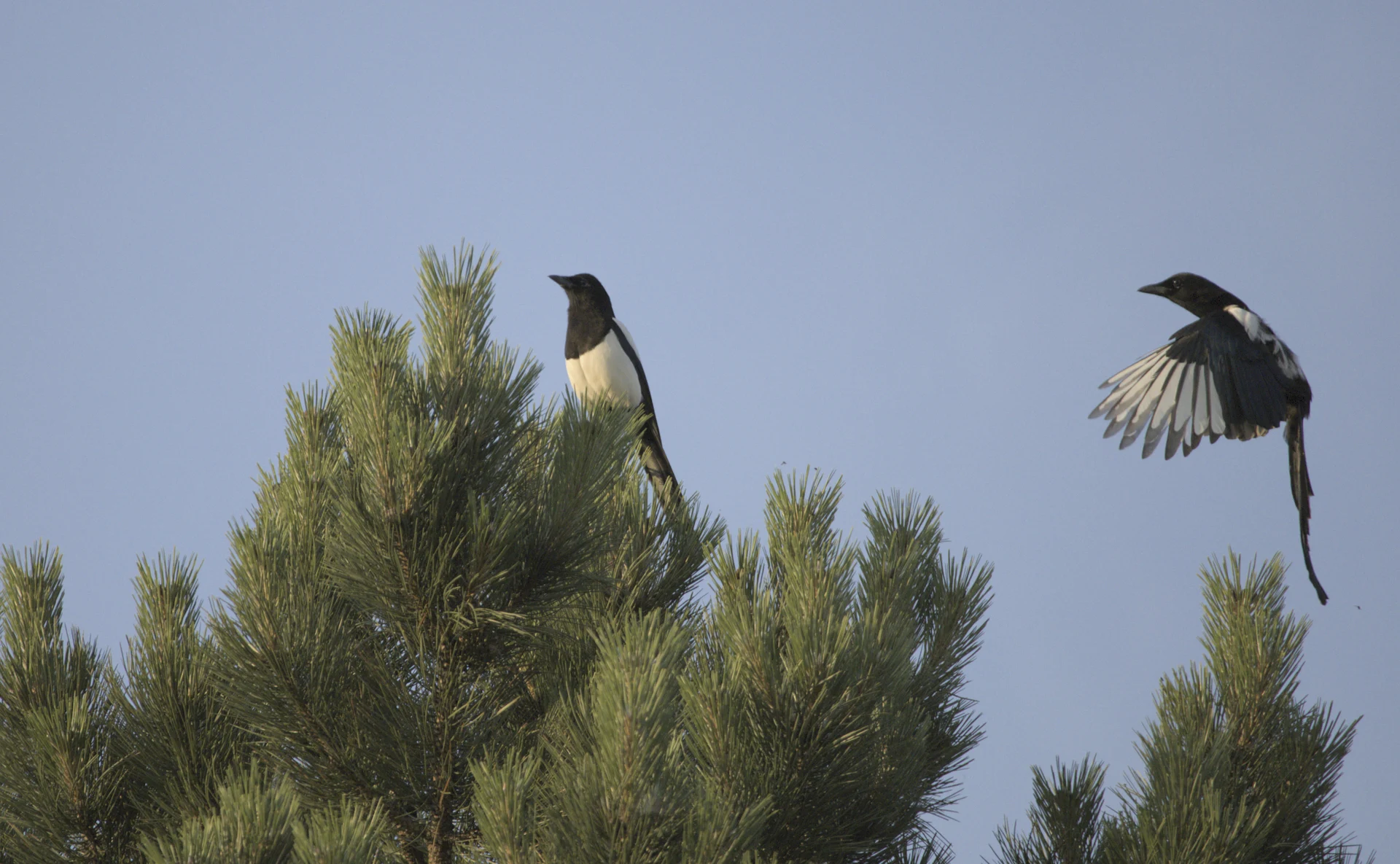 Magpies are beautiful | Scrolller
