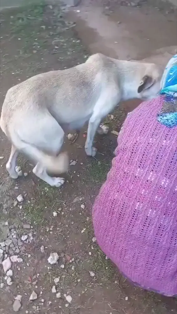 Mama dog showing her gratitude | Scrolller