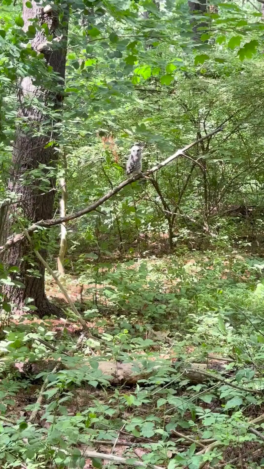 Mama & mini Barred owls | Scrolller