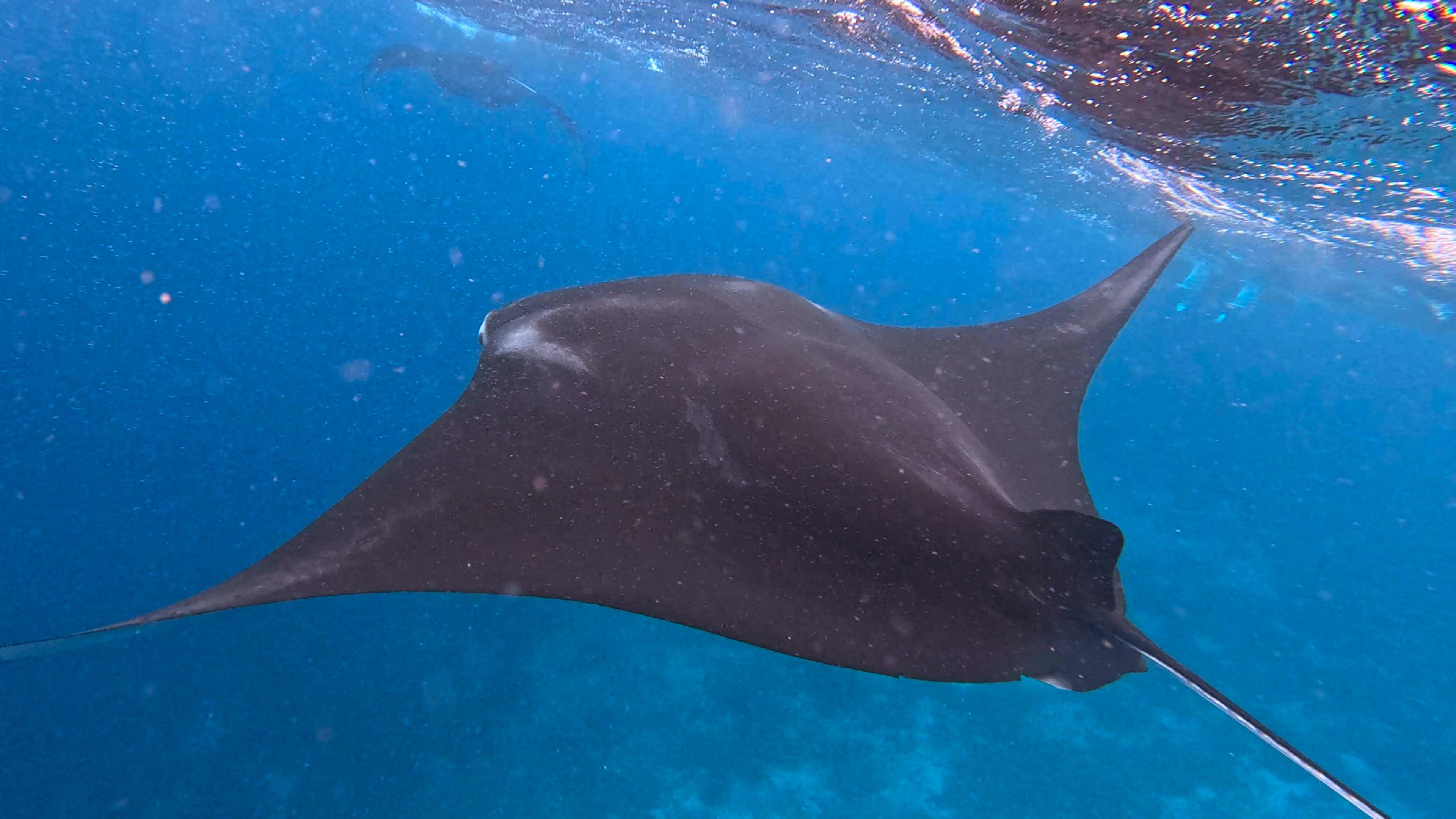 Mantas in Indonesia | Scrolller