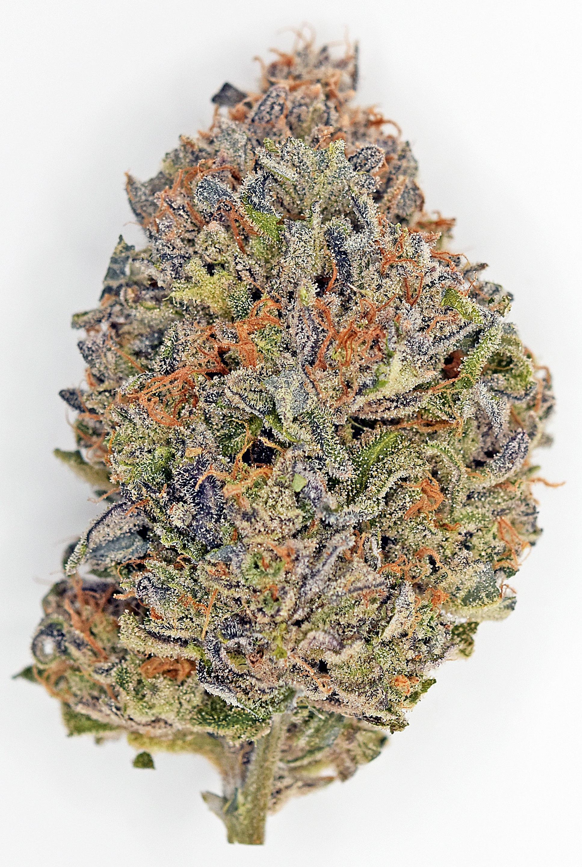 Marathon OG auto from Dark Owl seeds | Scrolller