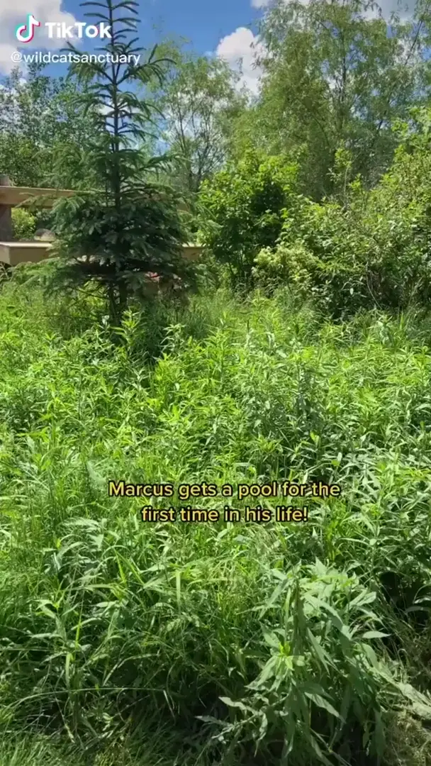 Marcus gets a pool! (@wildcatsanctuary) | Scrolller