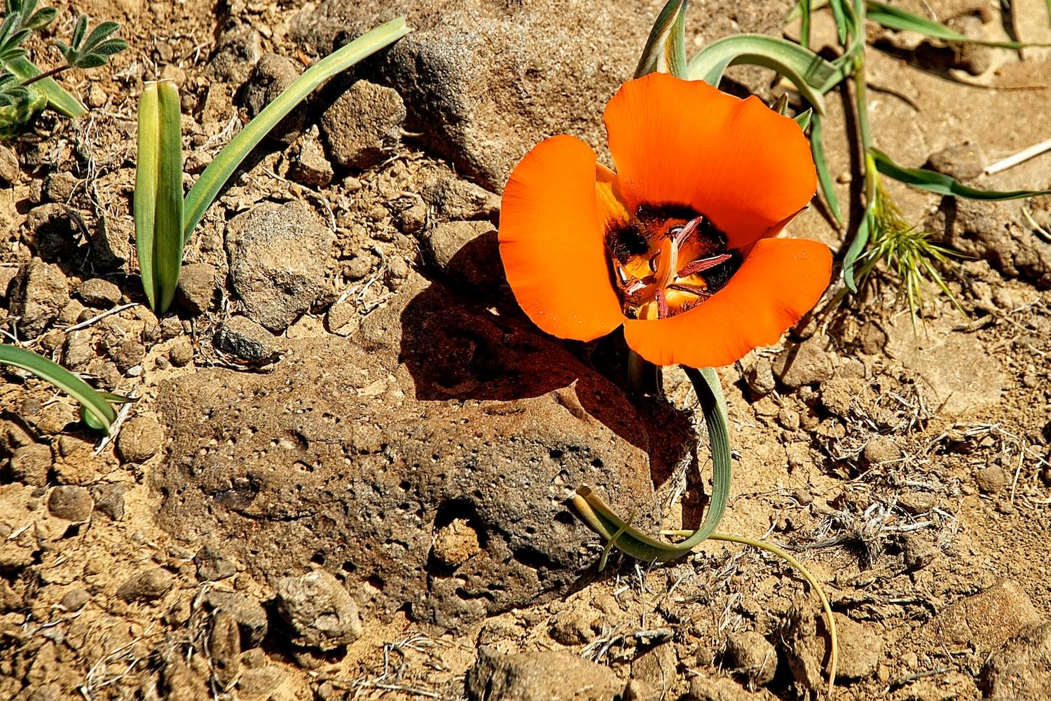 Mariposa lily, Mojave Desert, California | Scrolller