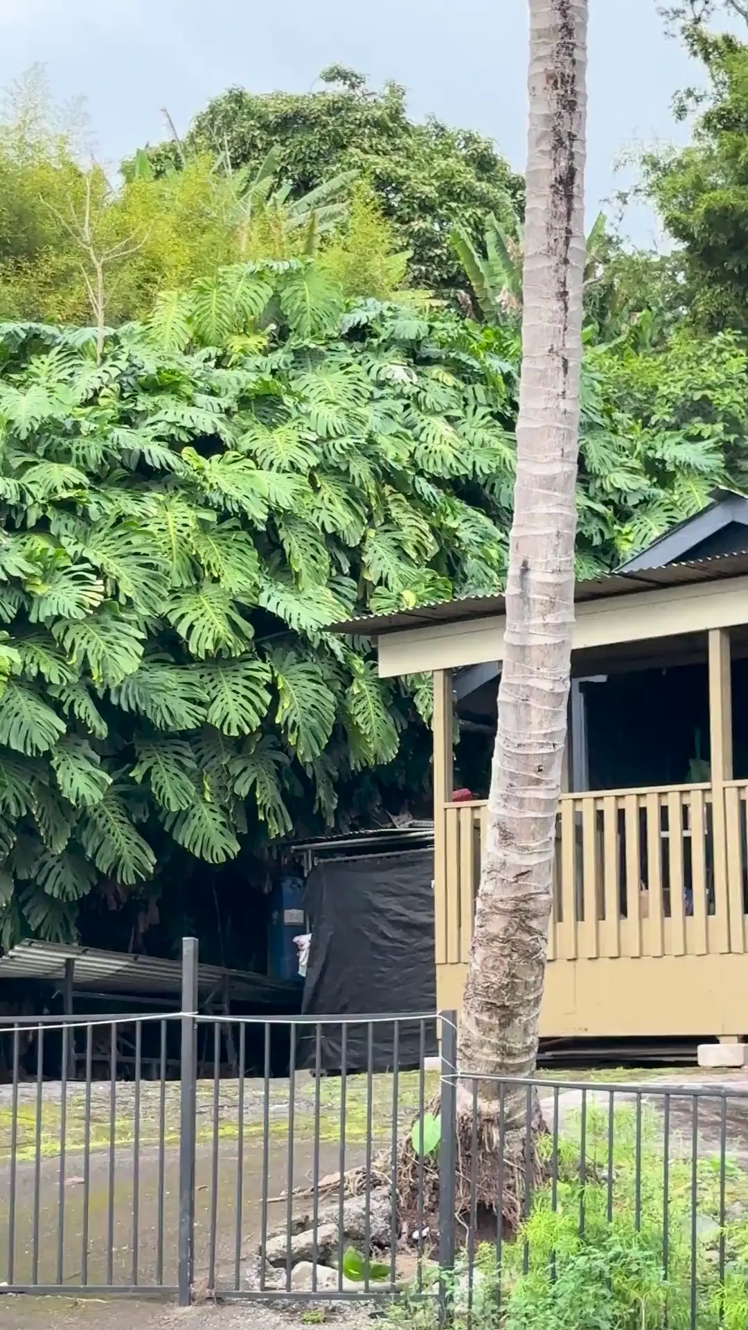 Massive monstera wall | Scrolller