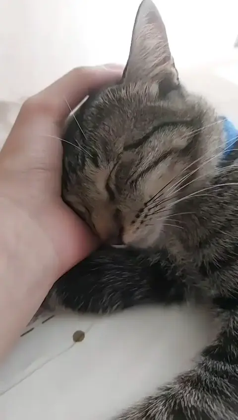 Mau gets caressed and falls asleep | Scrolller