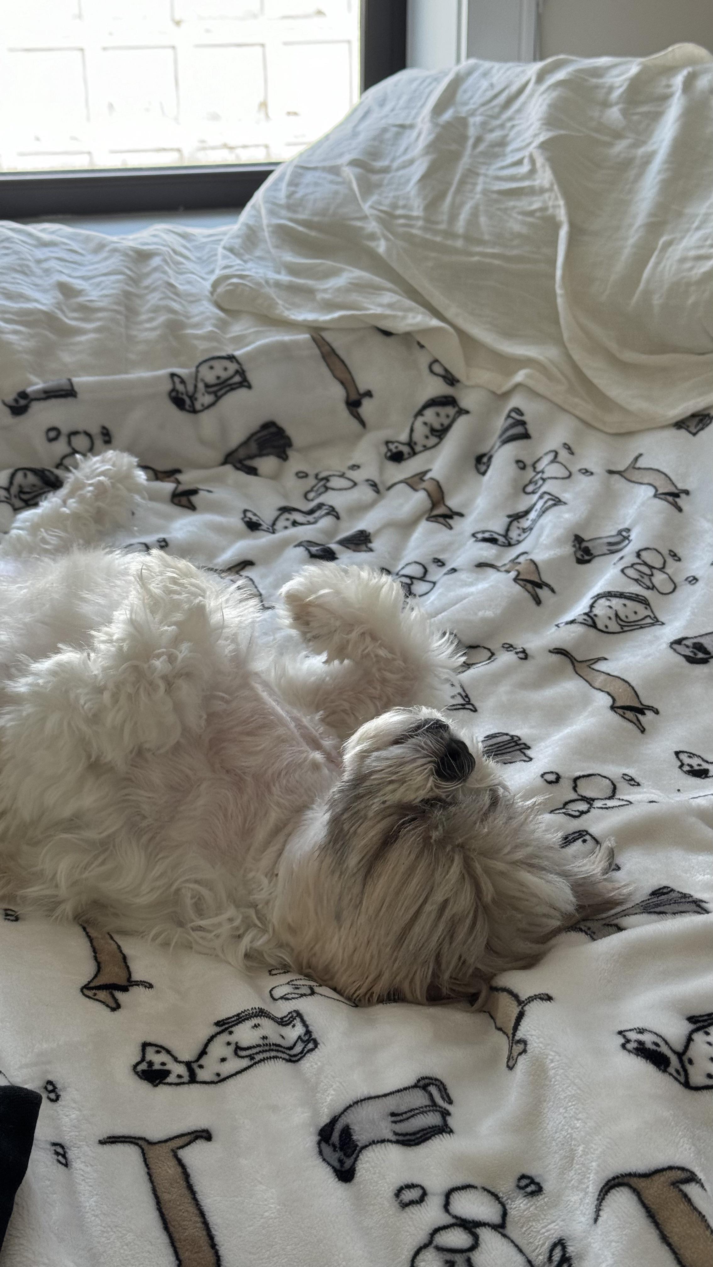 Maximum comfort mode initiated | Scrolller