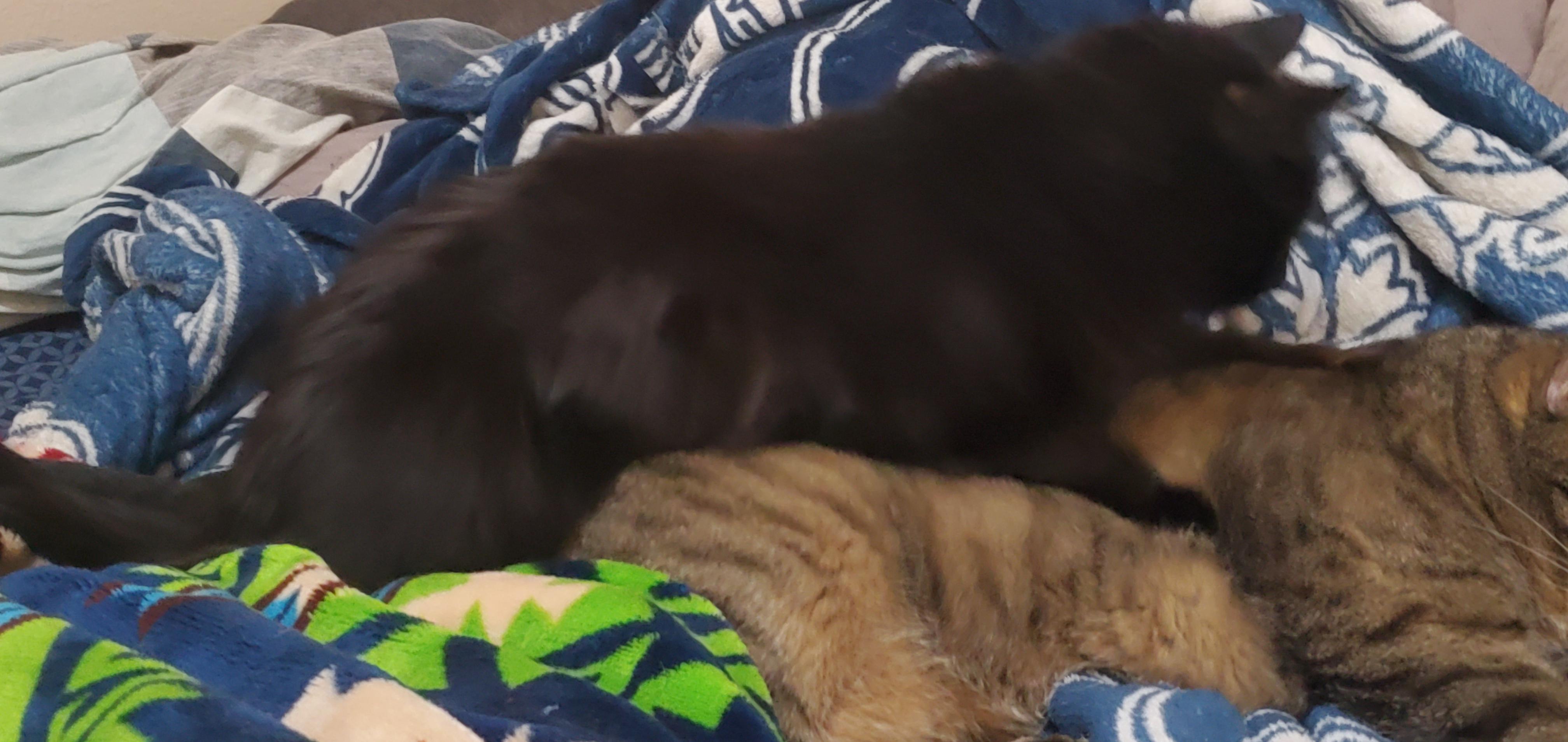 Discover more like Aww: Massuse muffins and Related Content | Scrolller