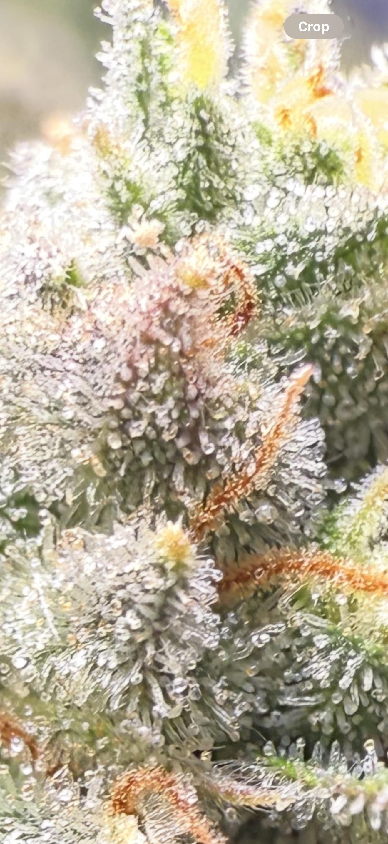 BBW (BigBadWolf) day 68. Started flushing on day 62 | Scrolller