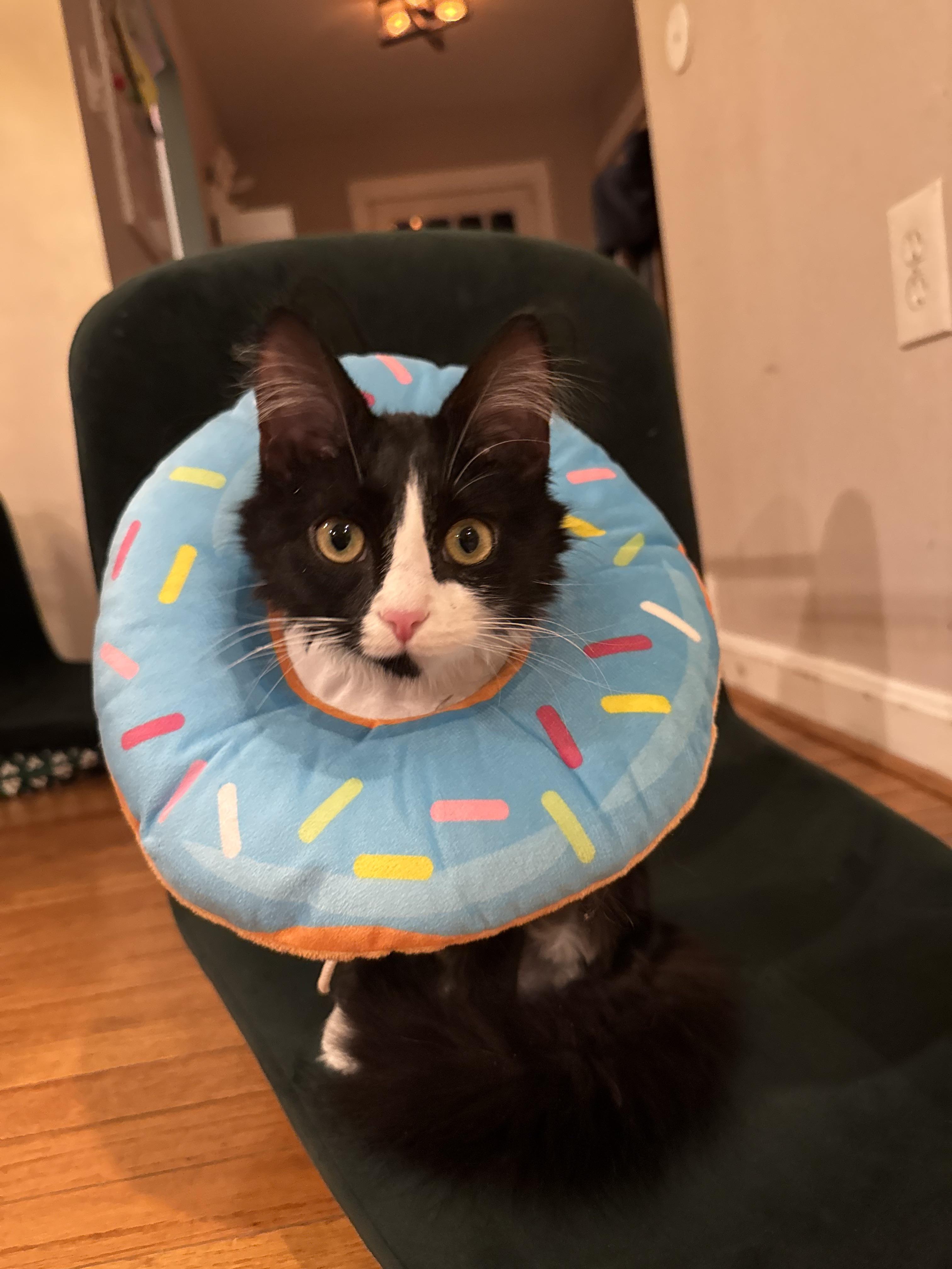 Donut of shame | Scrolller