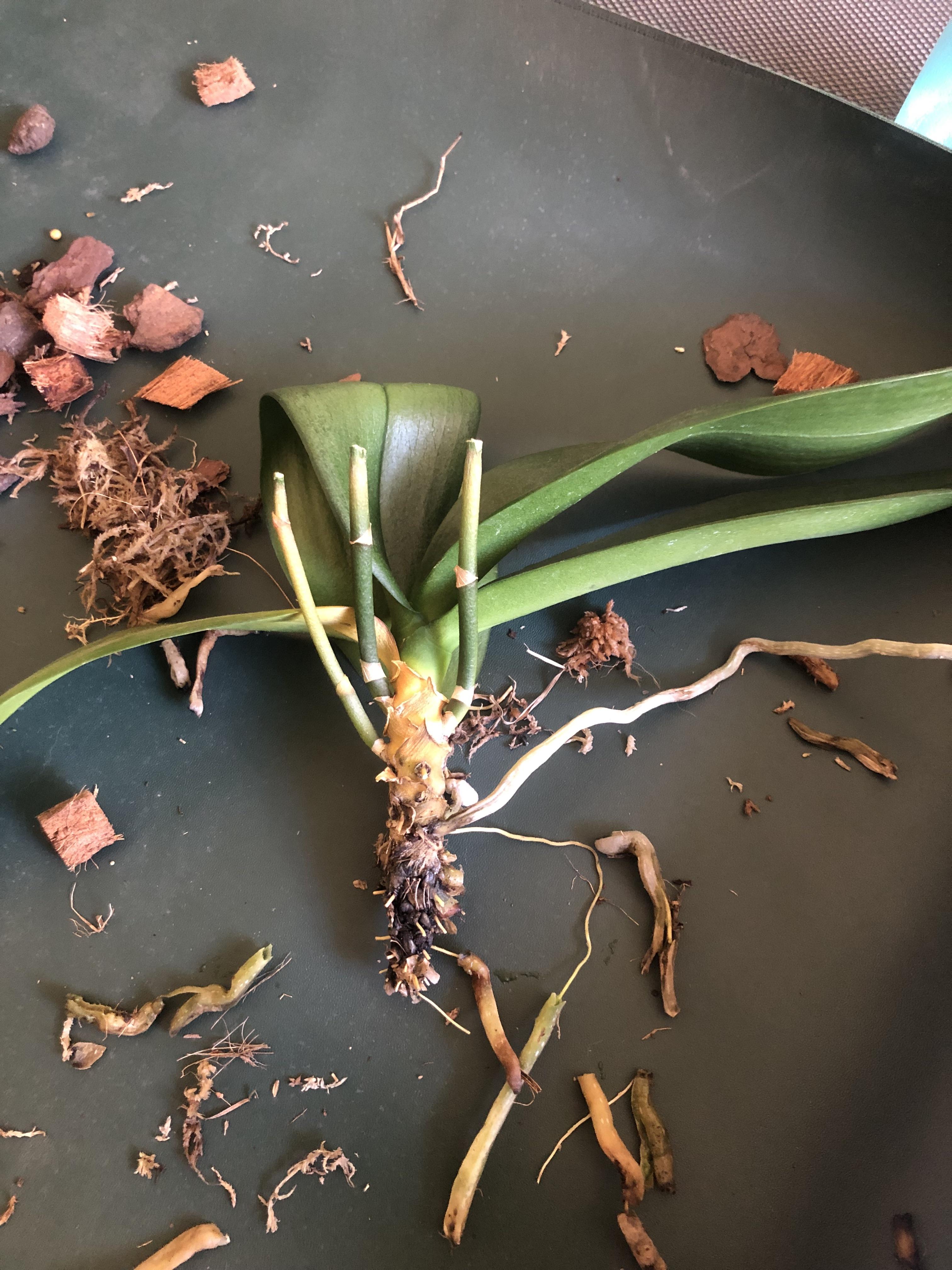 Is this stem rot??? | Scrolller