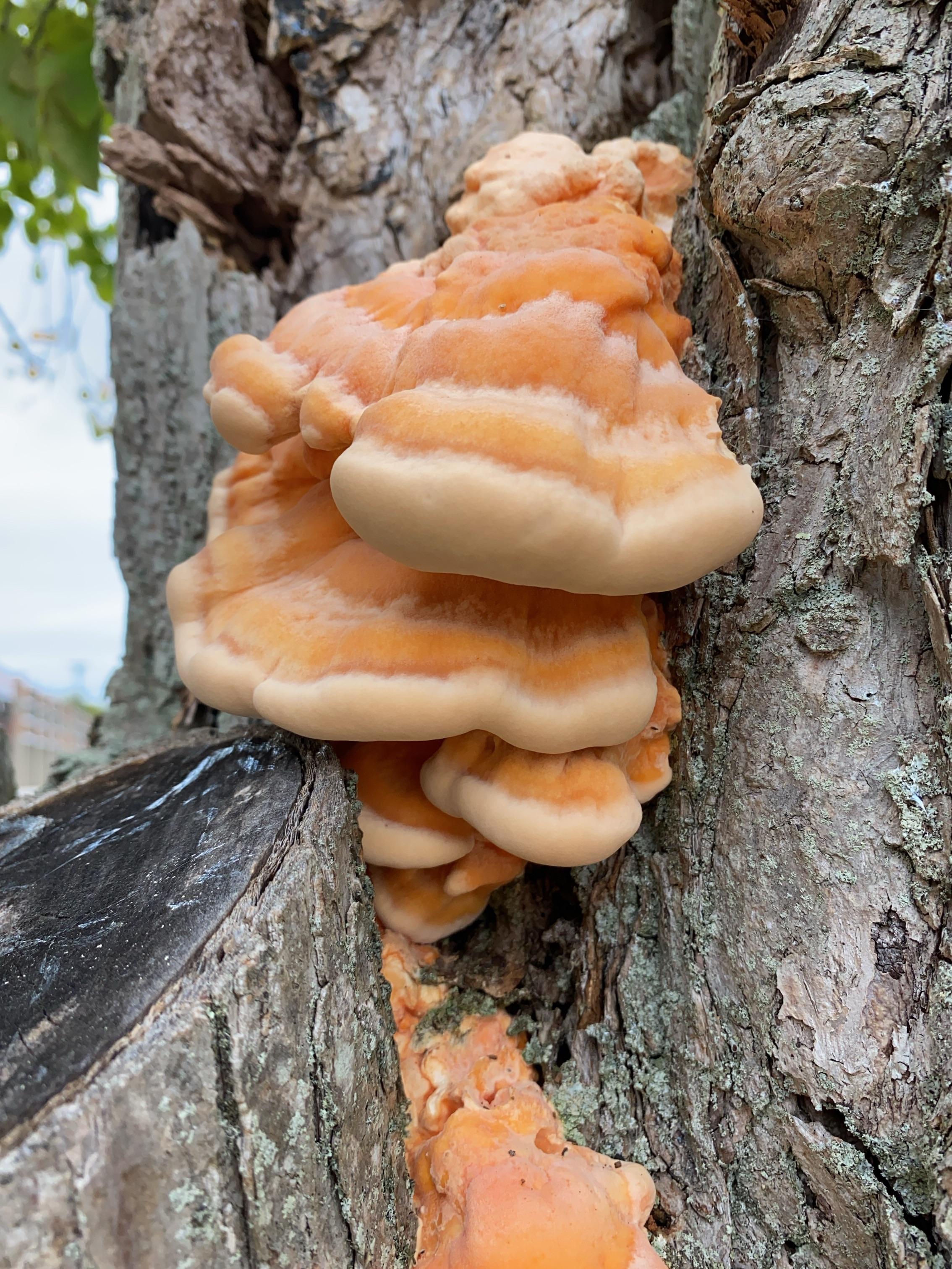 Wanted to know what kind of COTW this is | Scrolller