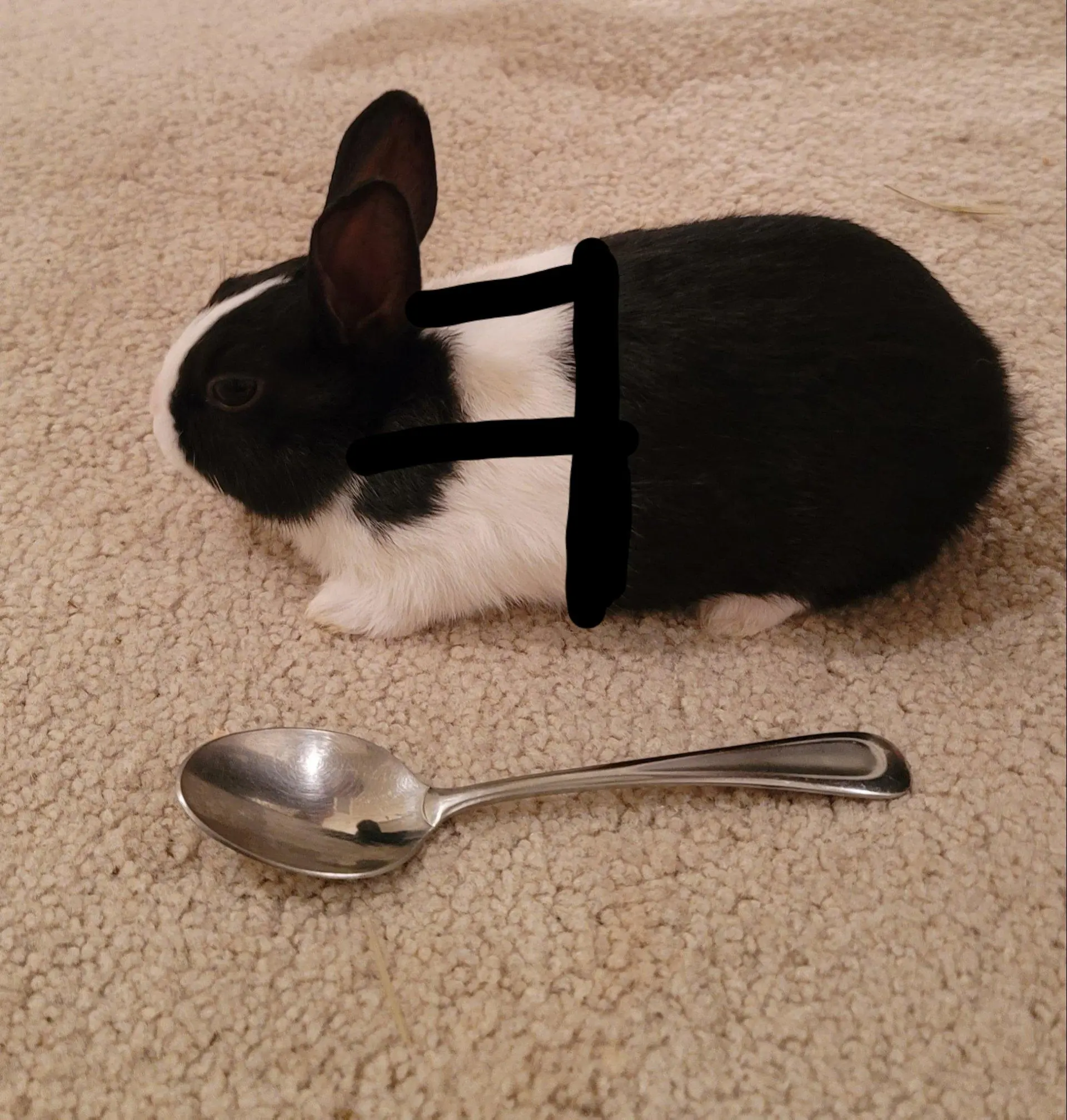 Meet baby Puddin | Scrolller