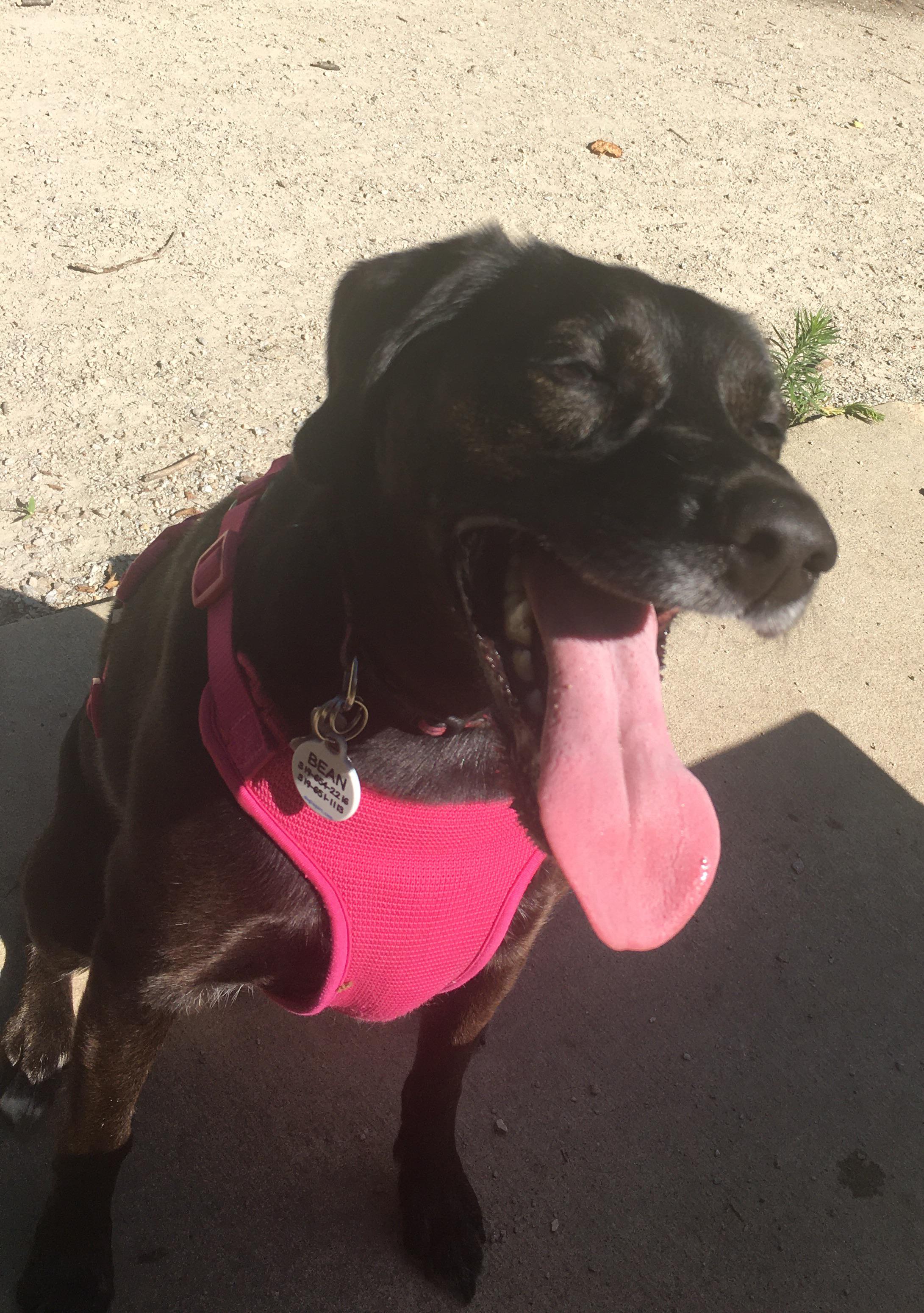 Meet Bean! | Scrolller