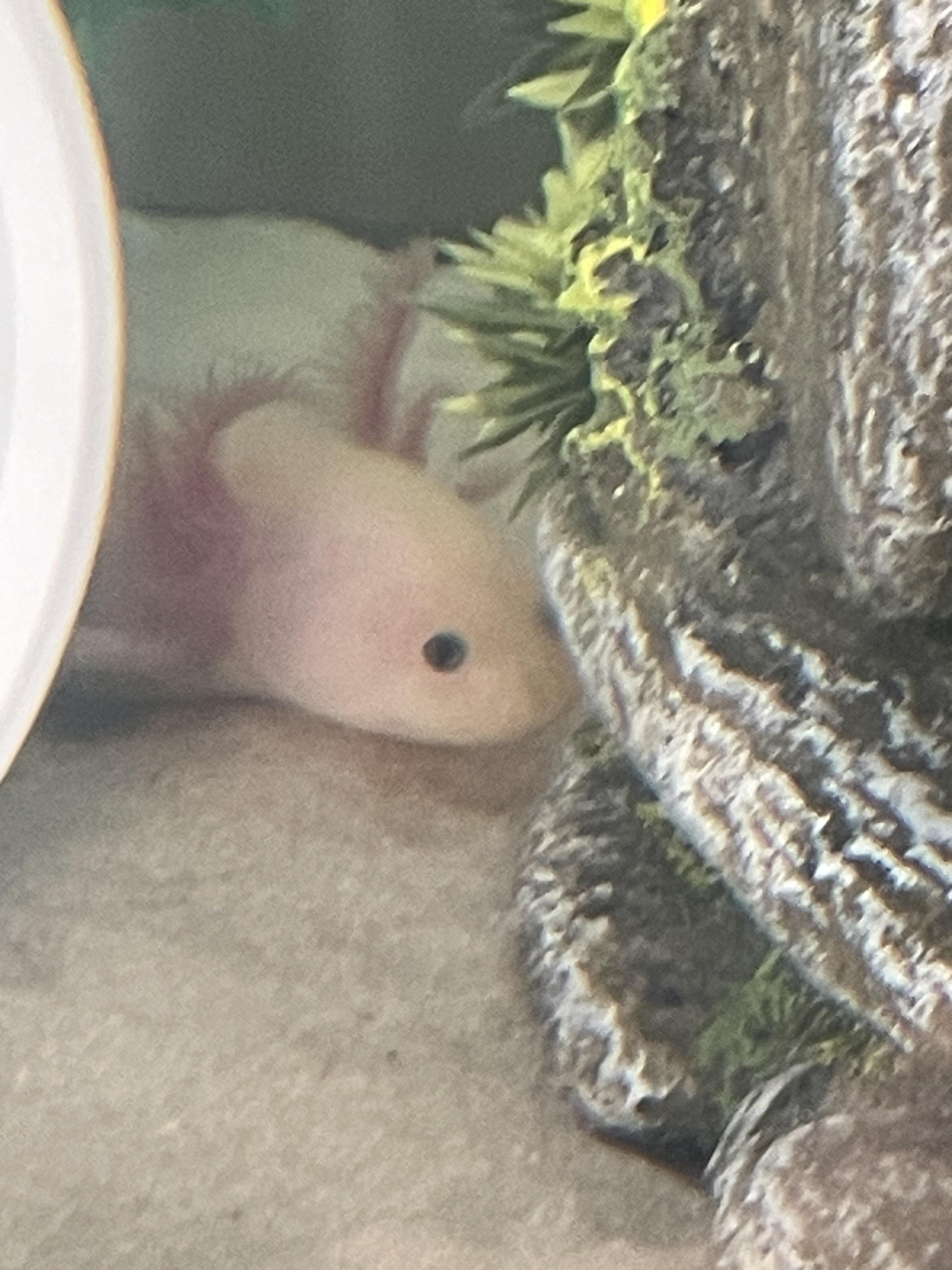 Meet Biscuit! | Scrolller