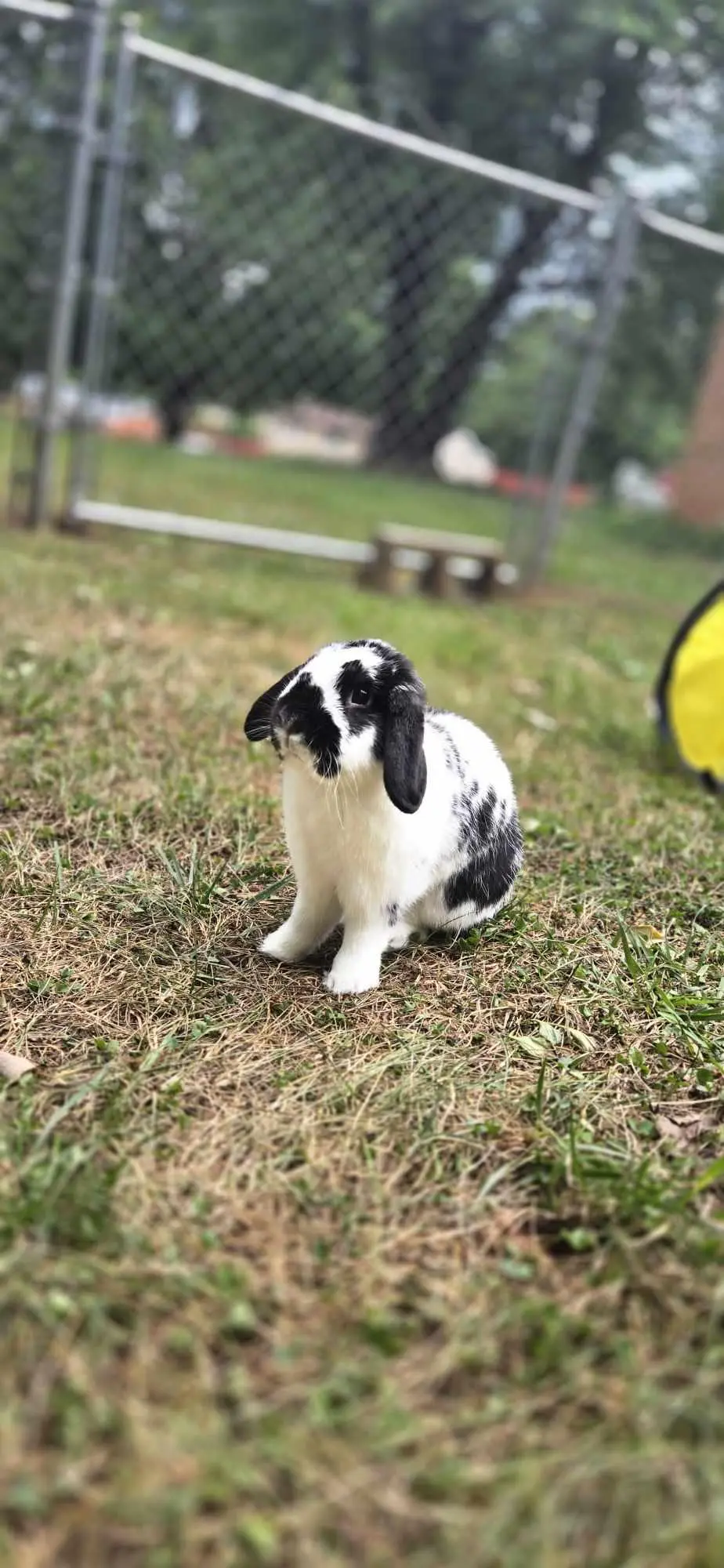 Meet Bun Bun | Scrolller