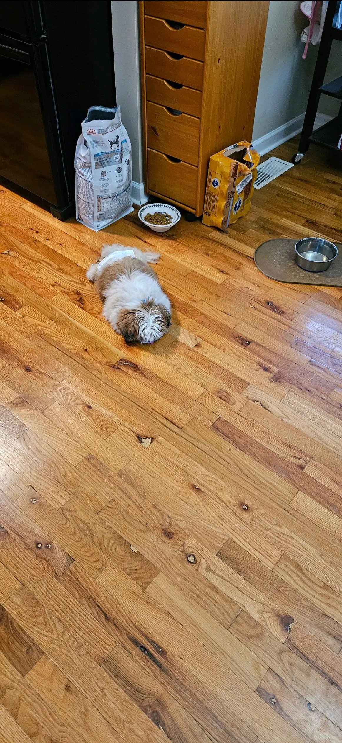 Meet Curious | Scrolller