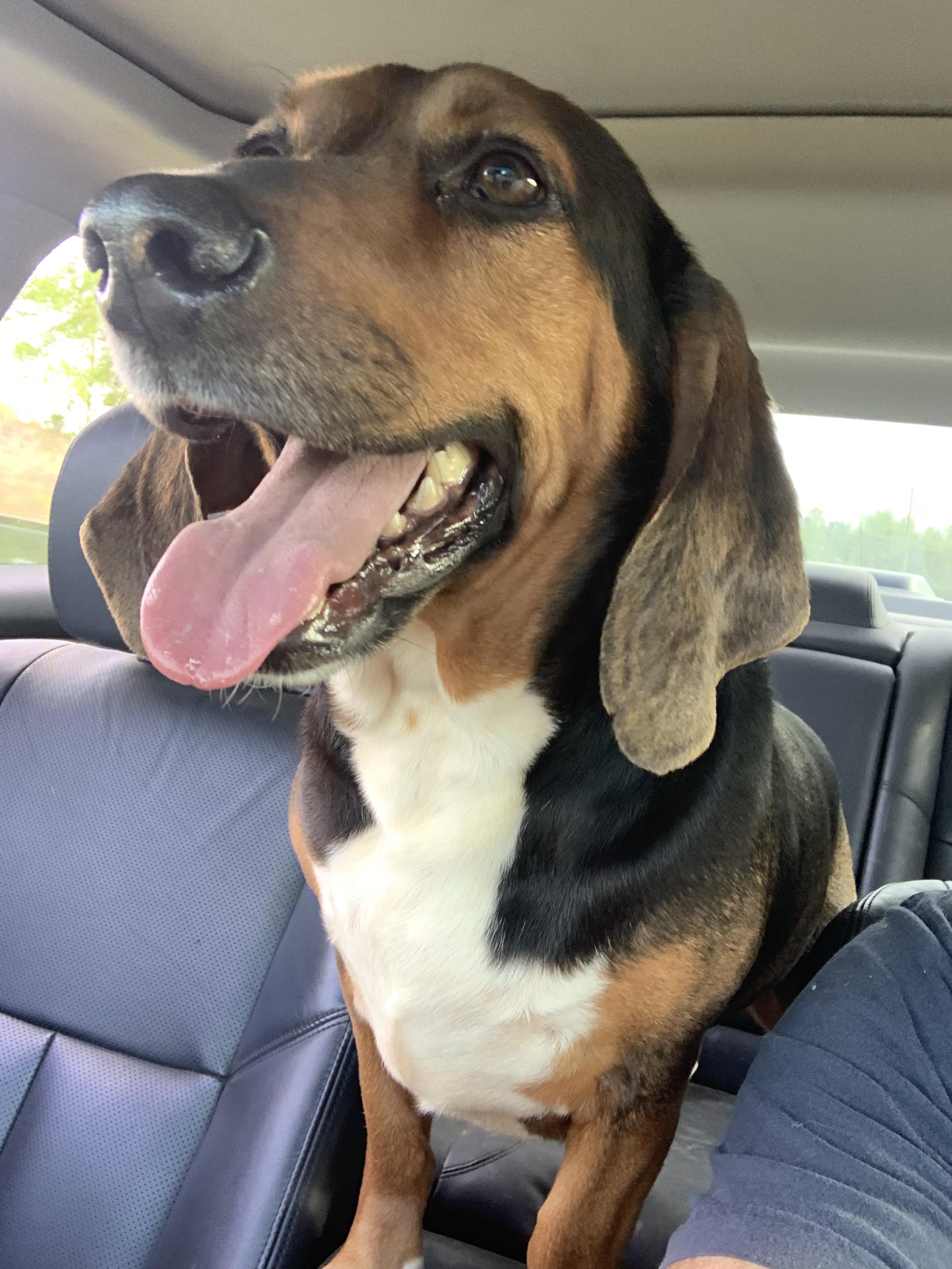 Meet Elvis aka failvus | Scrolller