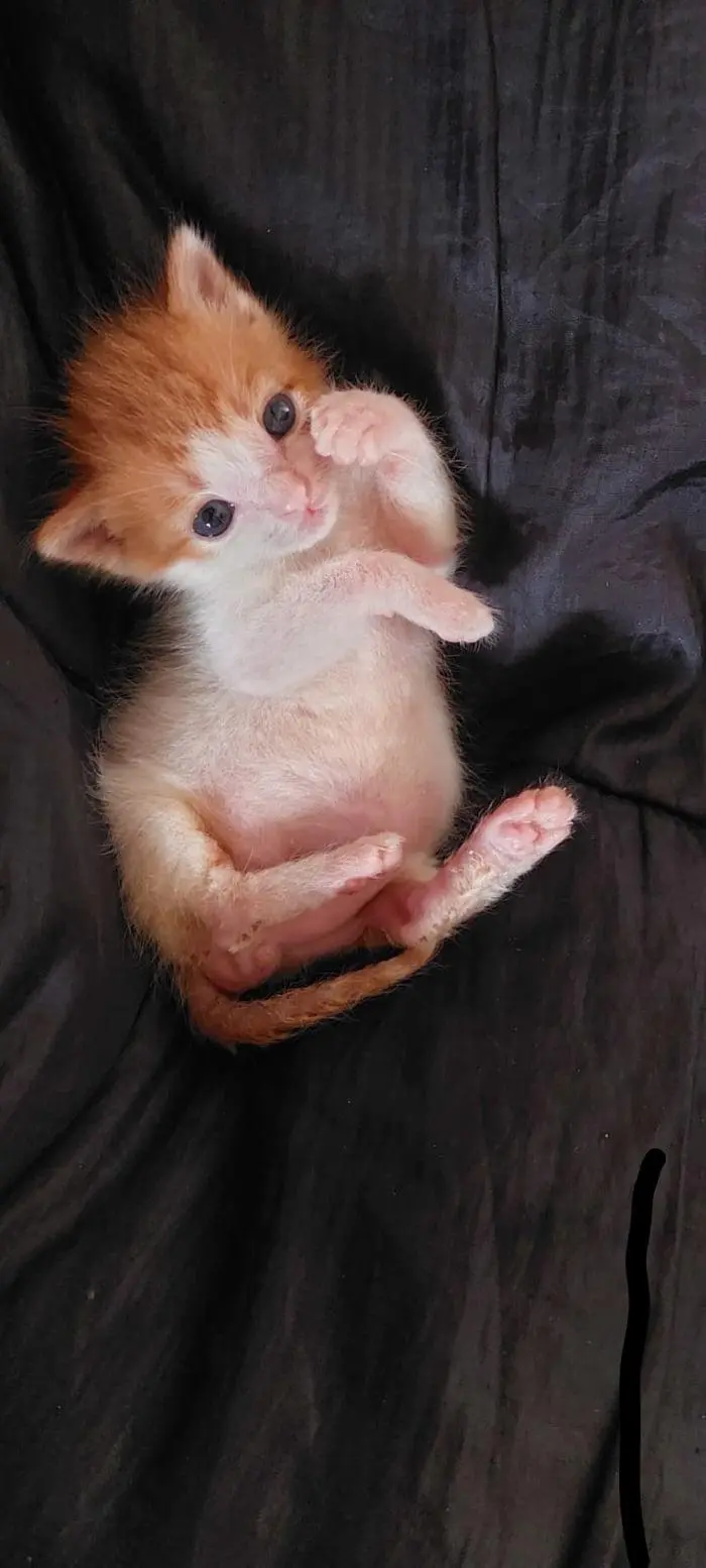 Meet Frank. The ginger side of his brain is very active | Scrolller