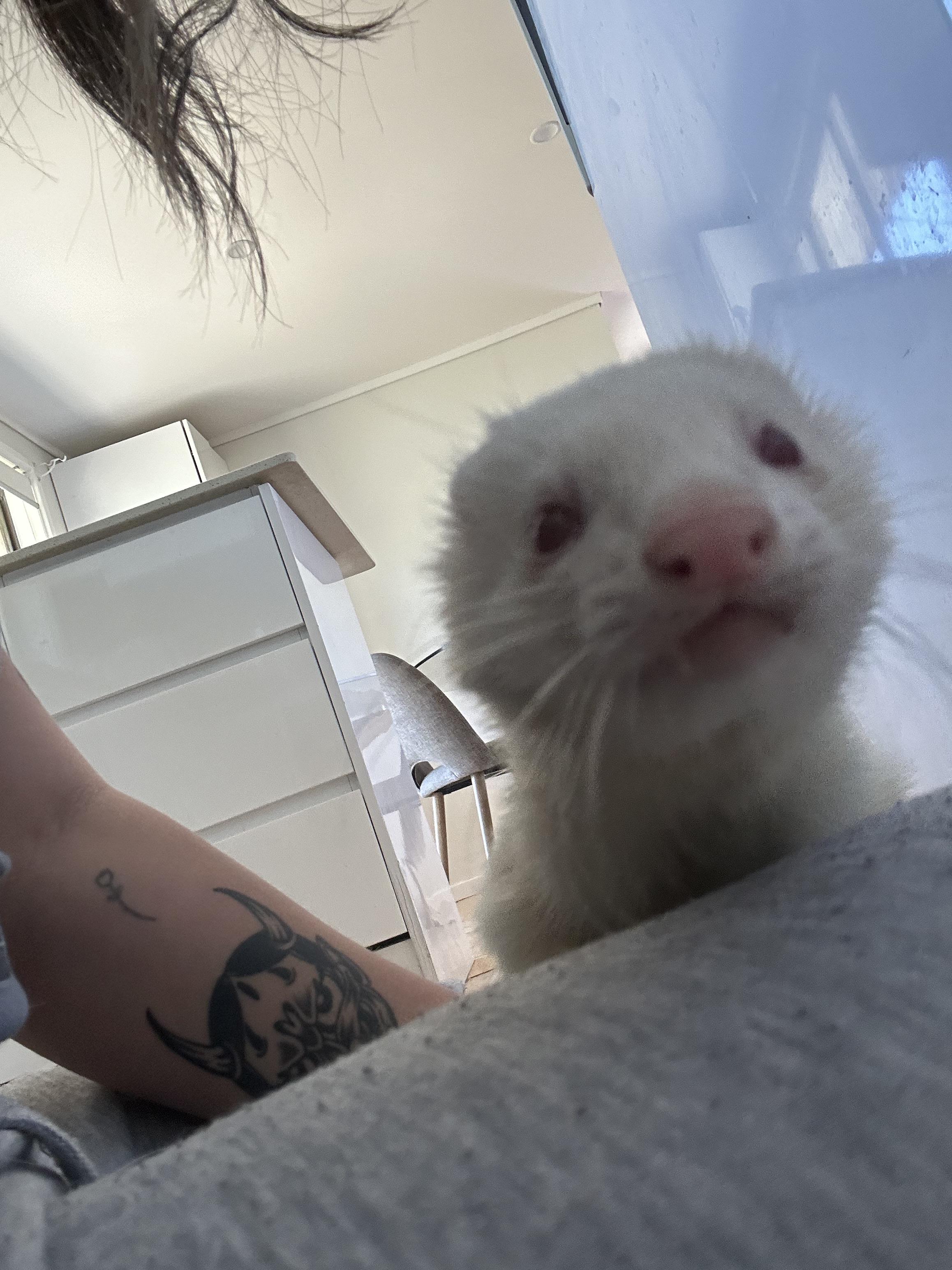 Meet Lucifer | Scrolller