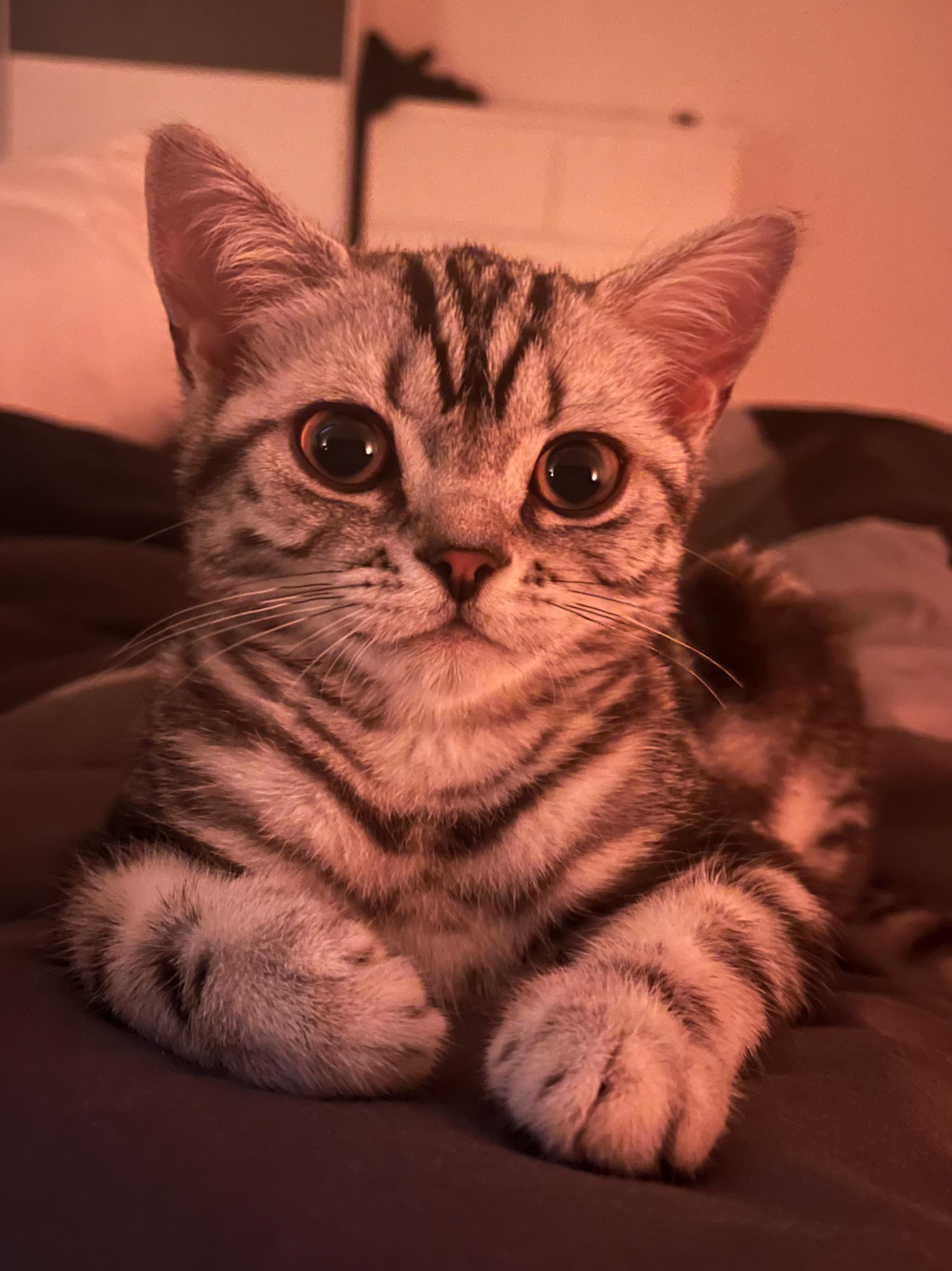 Meet Lumi | Scrolller