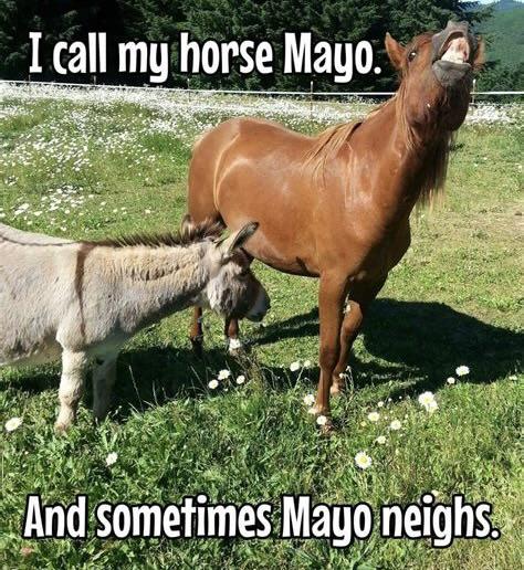 Meet Mayo | Scrolller