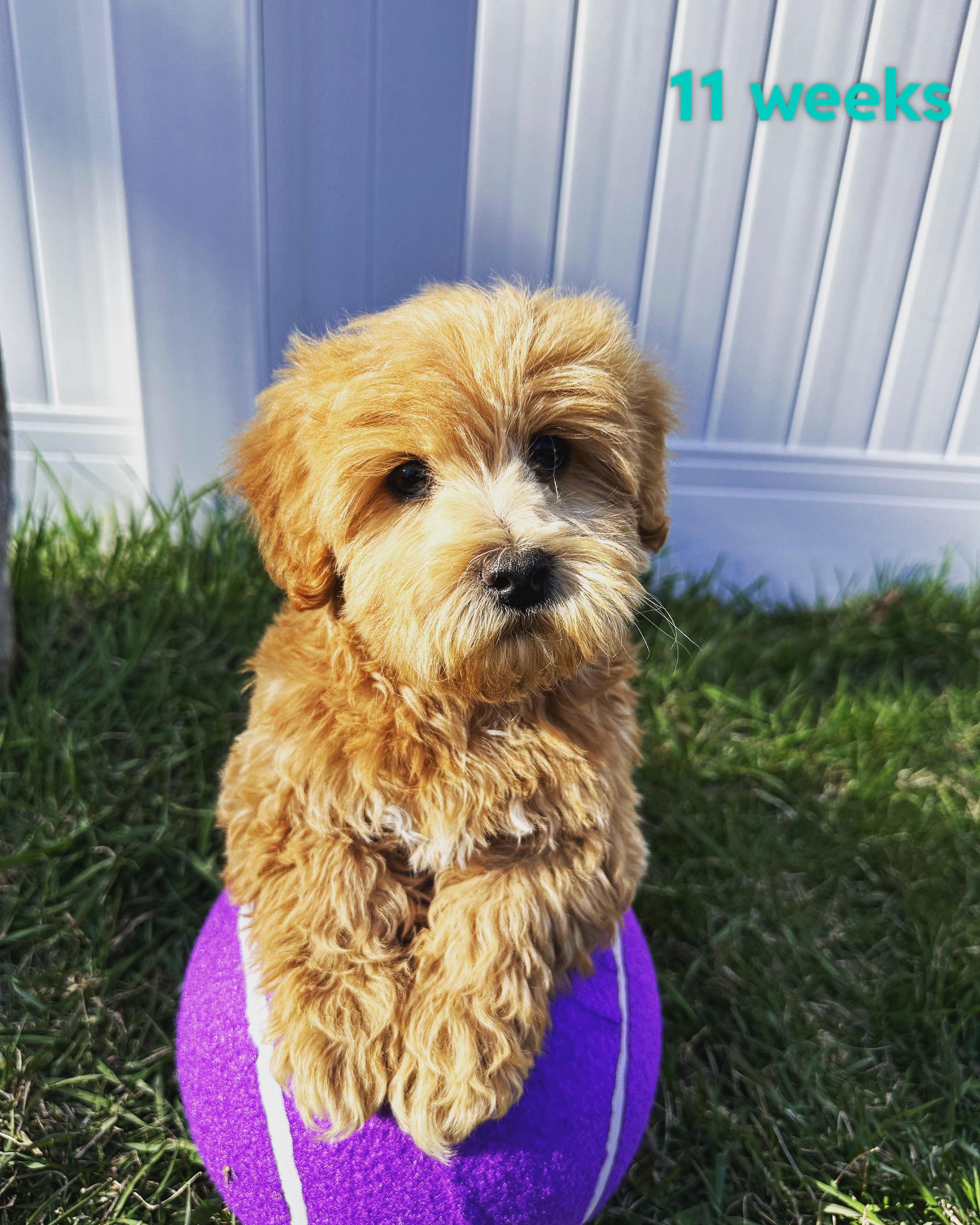 Meet Mighty Max | Scrolller