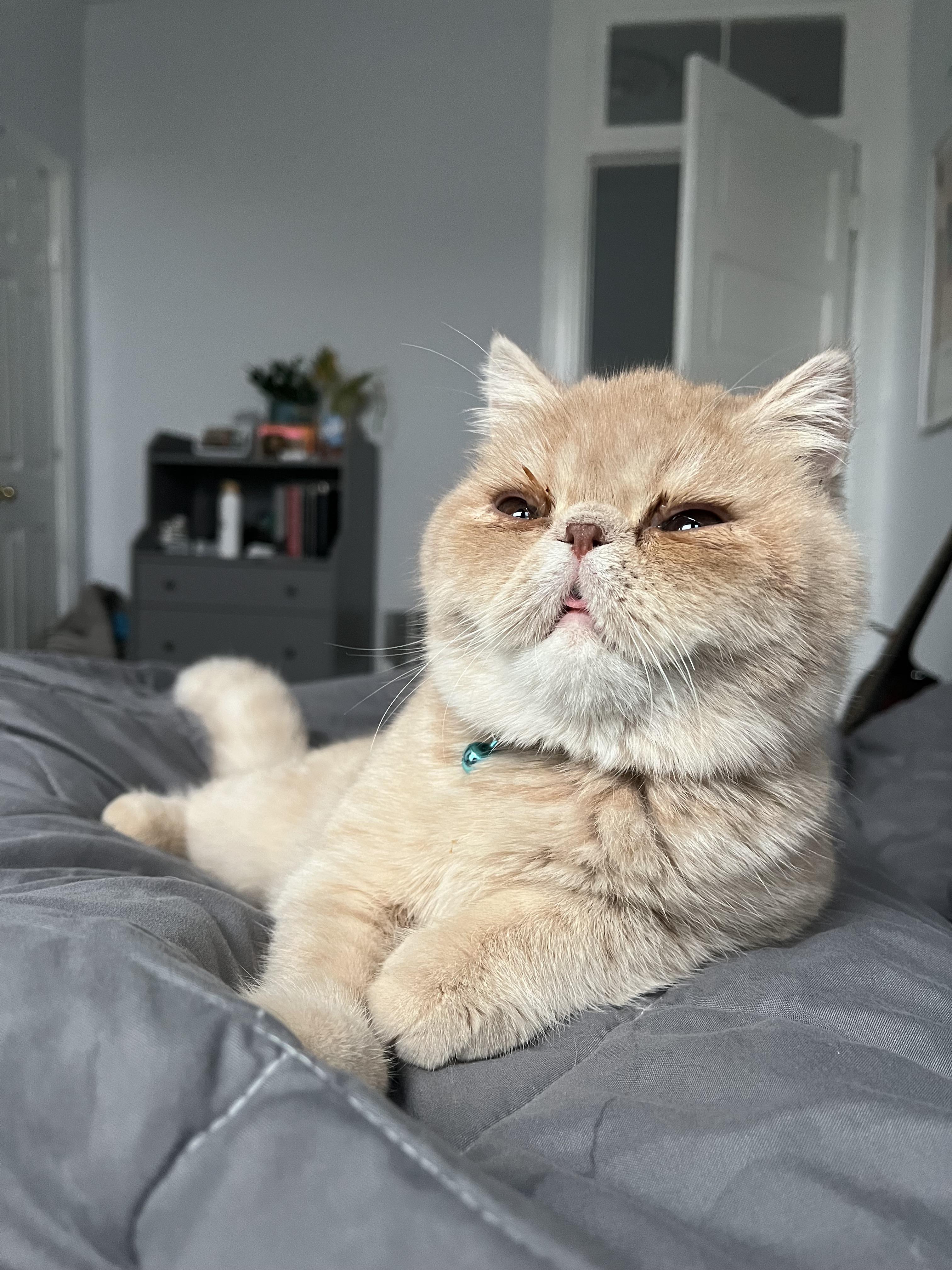 Meet Mimo | Scrolller