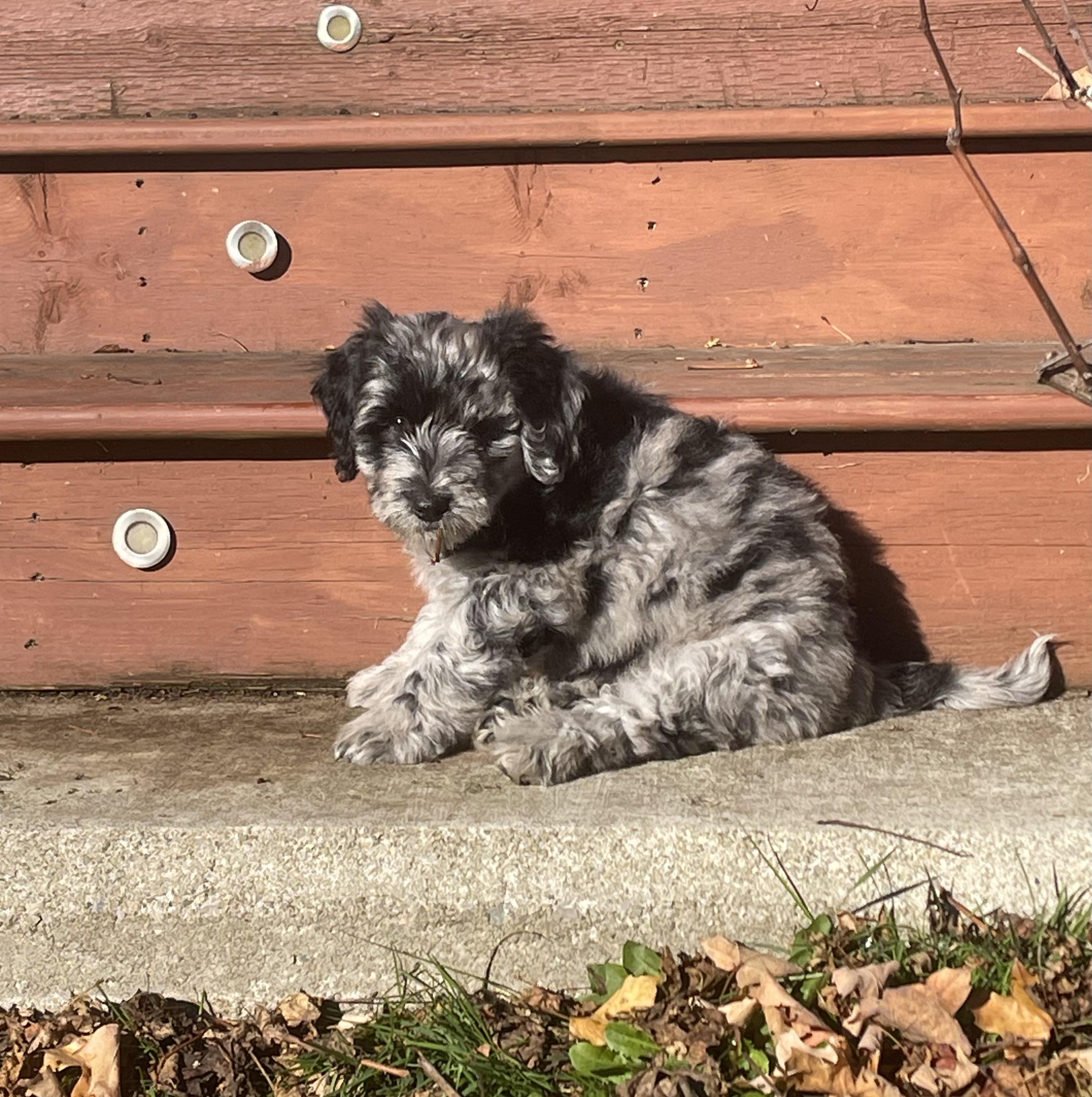 Meet Missy- our newest family member! | Scrolller