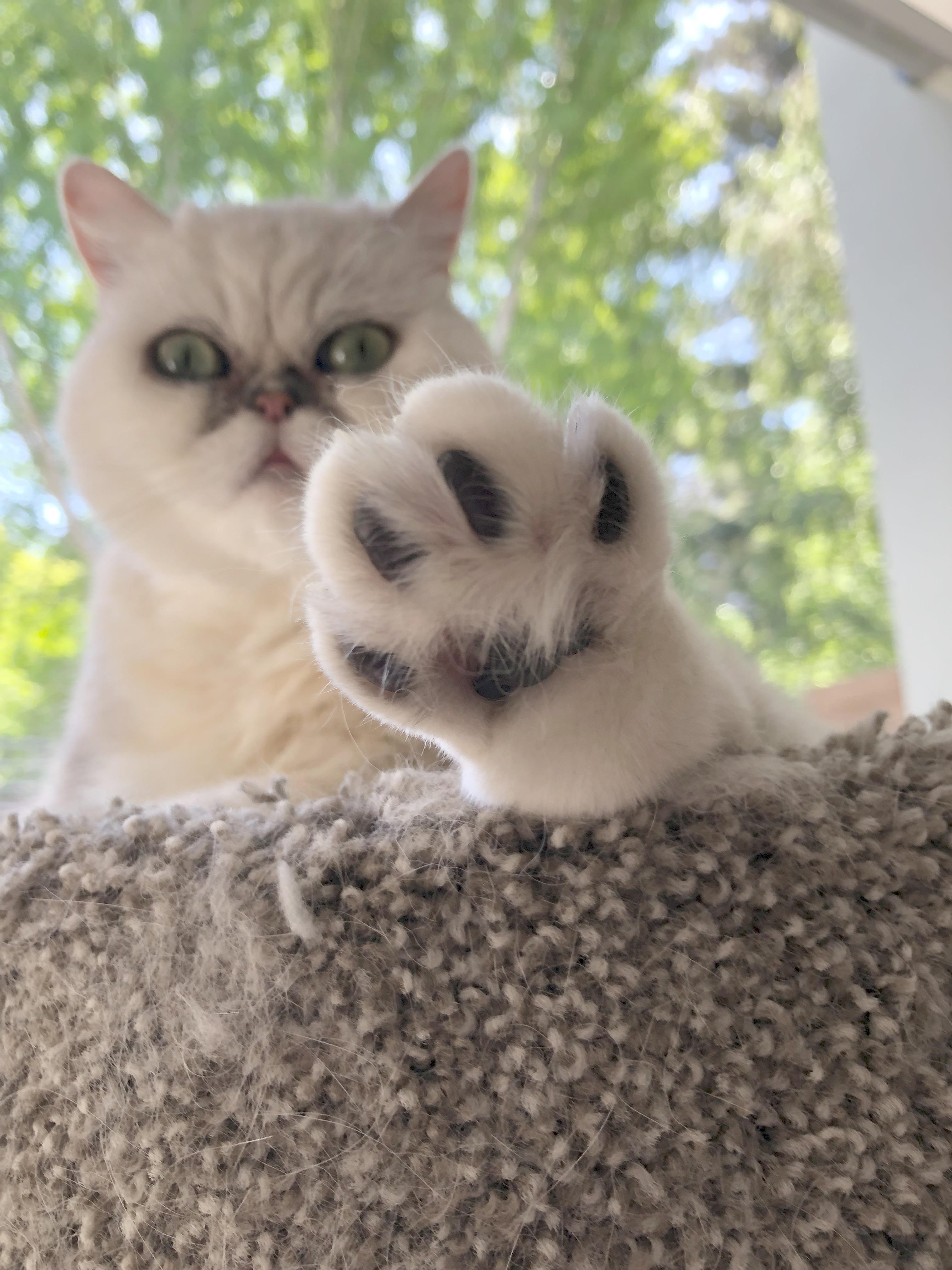 Meet Mochi, my good boi. 💖 | Scrolller