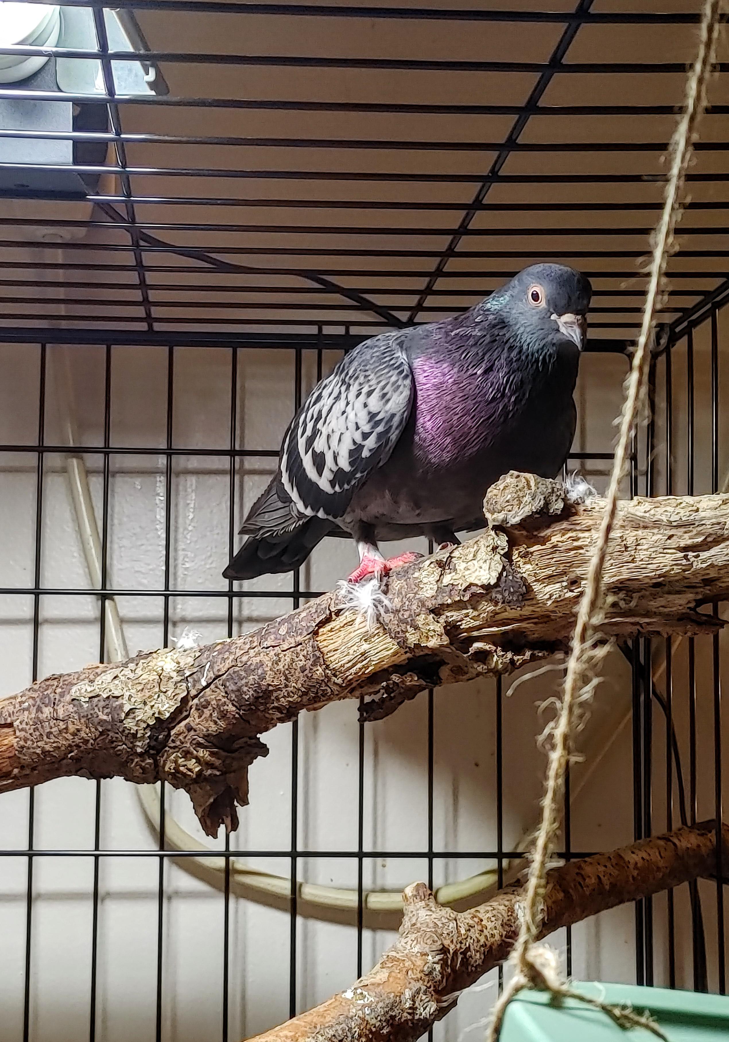 Meet Moss! | Scrolller