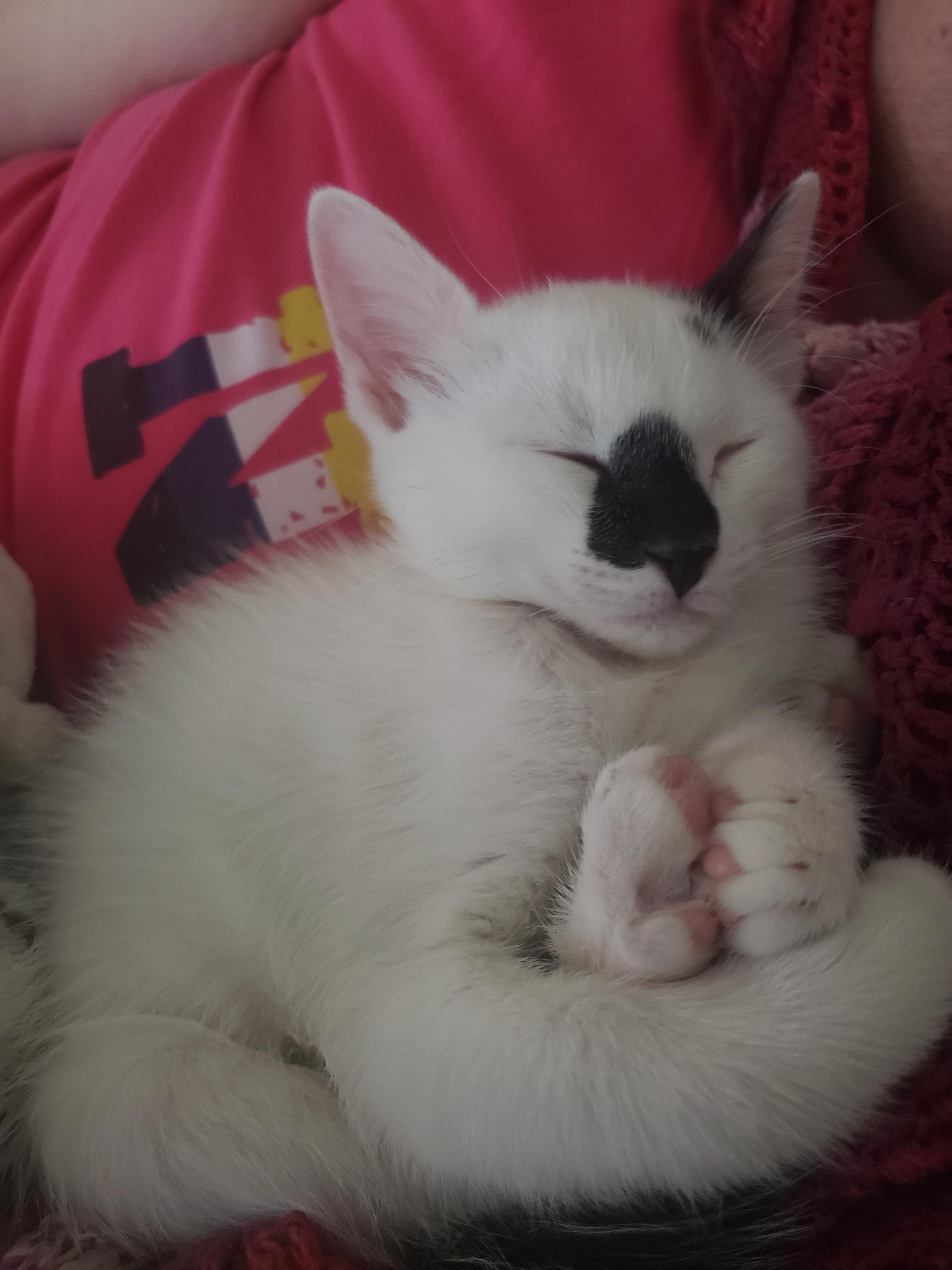 Meet Moxxie, who has no bones | Scrolller