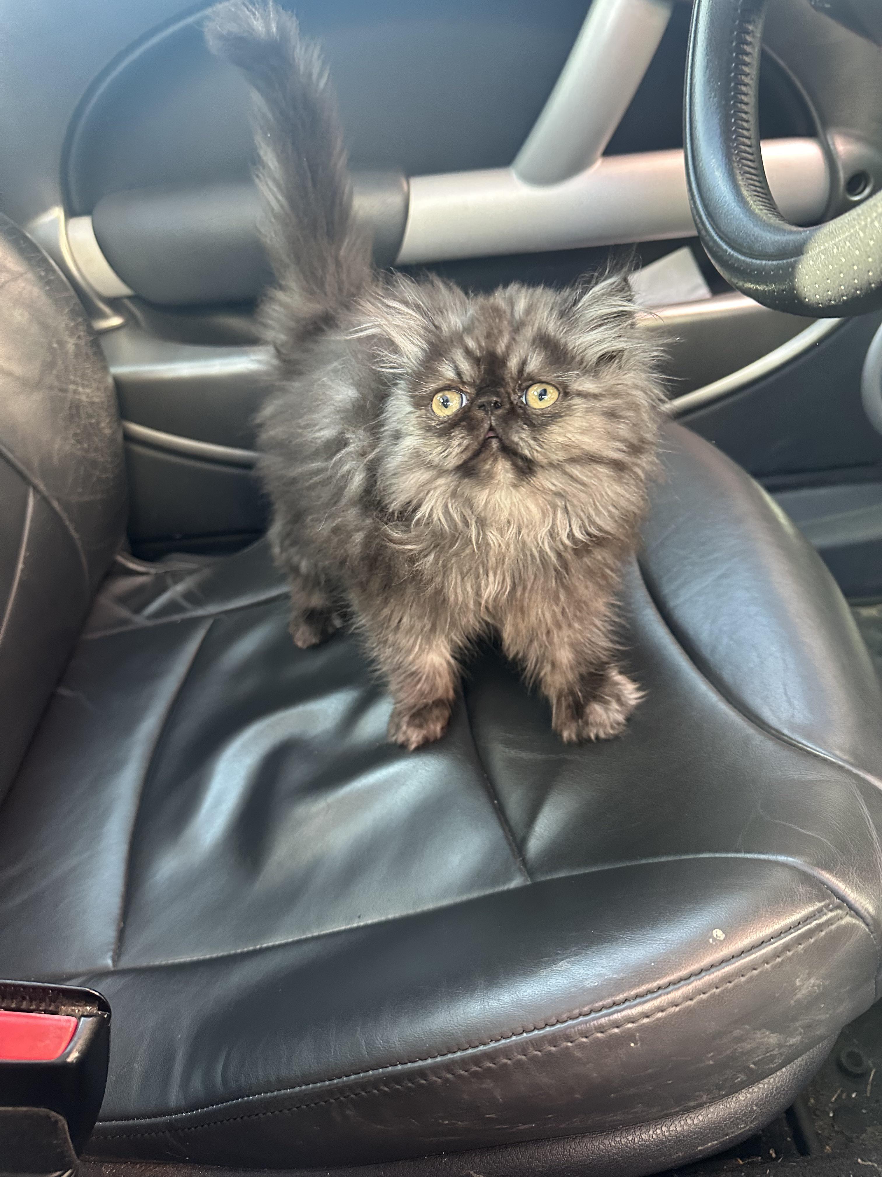 Meet Mr. Dinkles | Scrolller