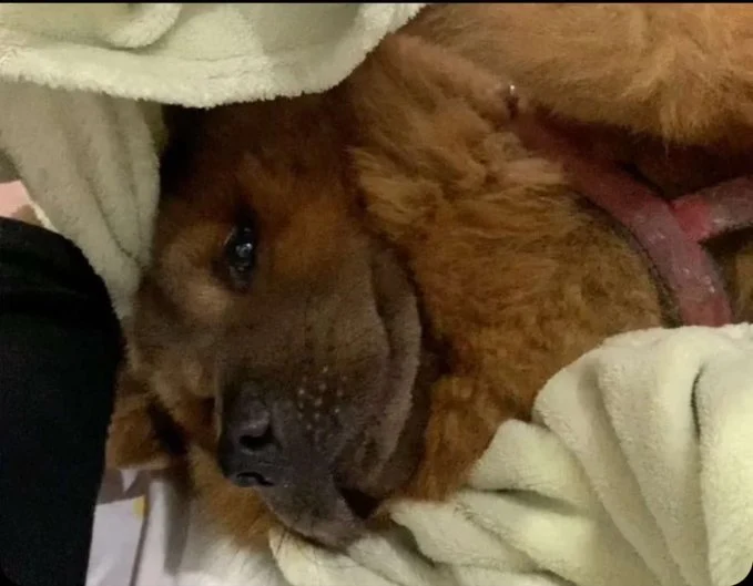 Meet my best friend Chester 💖 | Scrolller