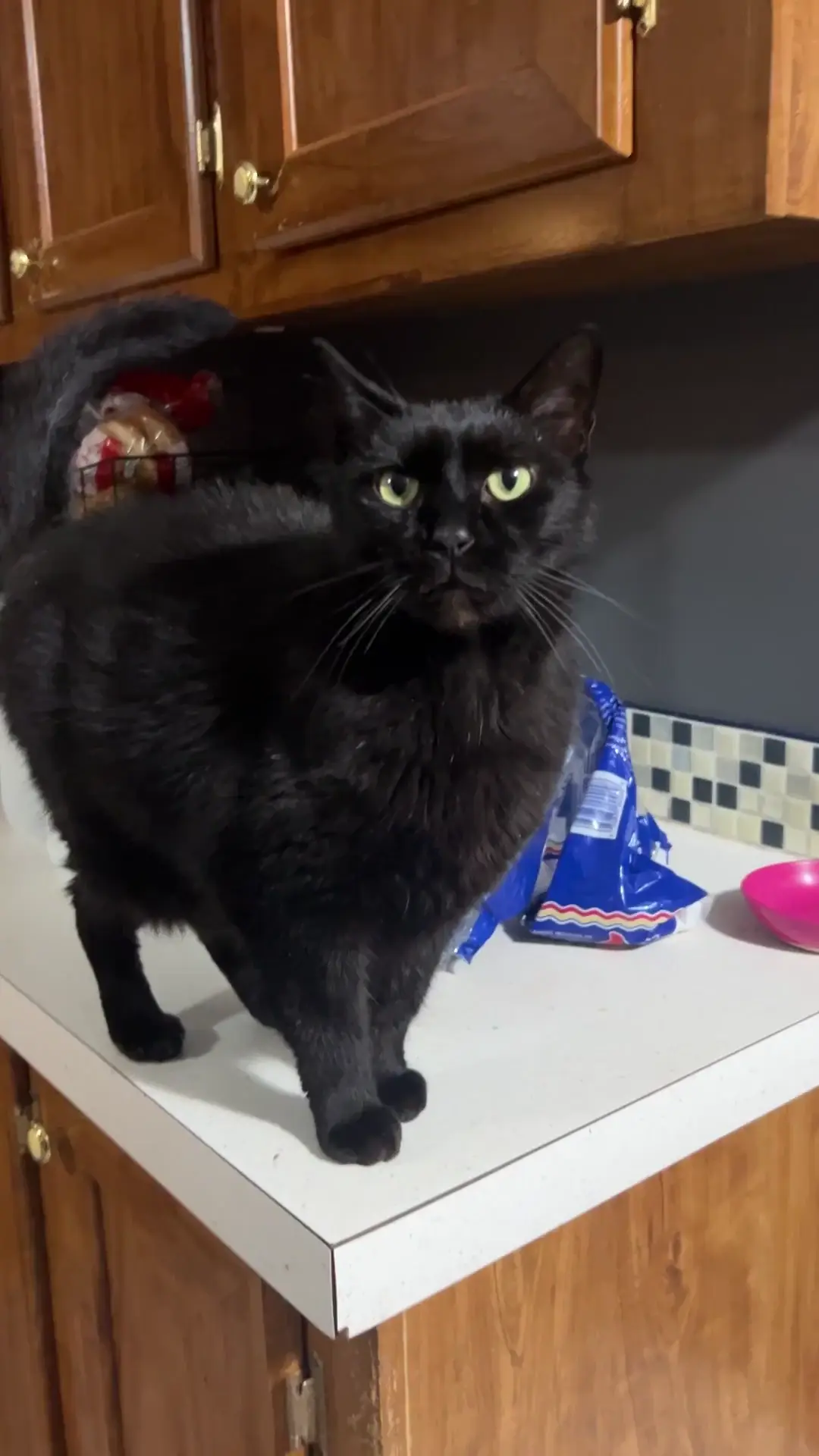 Meet my dad's most talkative cat, KitKat. | Scrolller