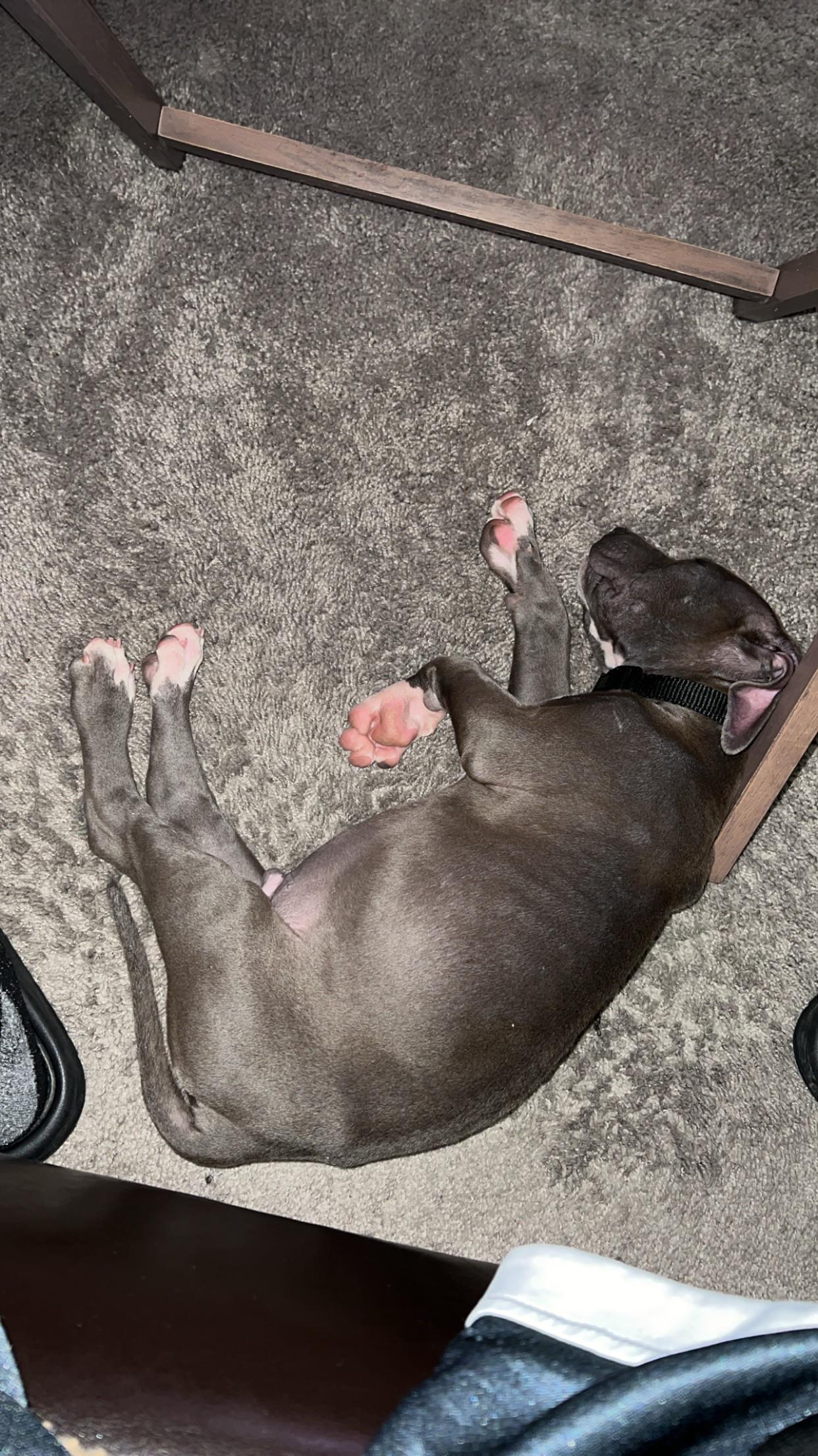 Meet Nacho | Scrolller