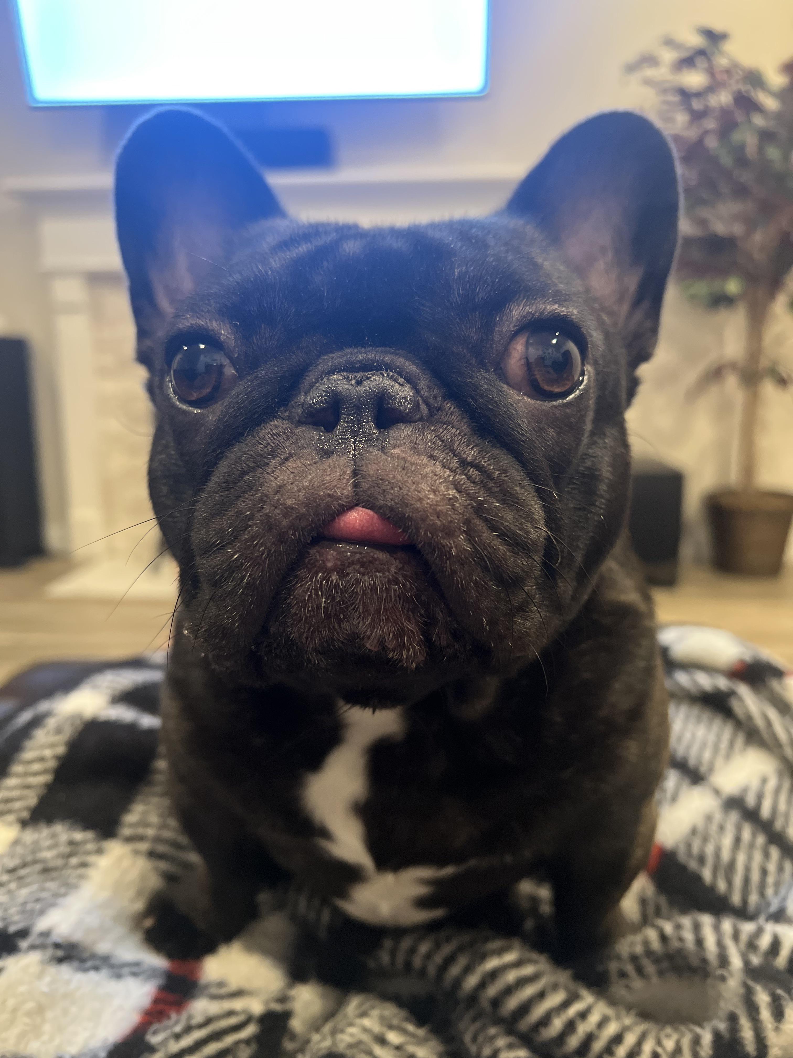 Meet Otis | Scrolller