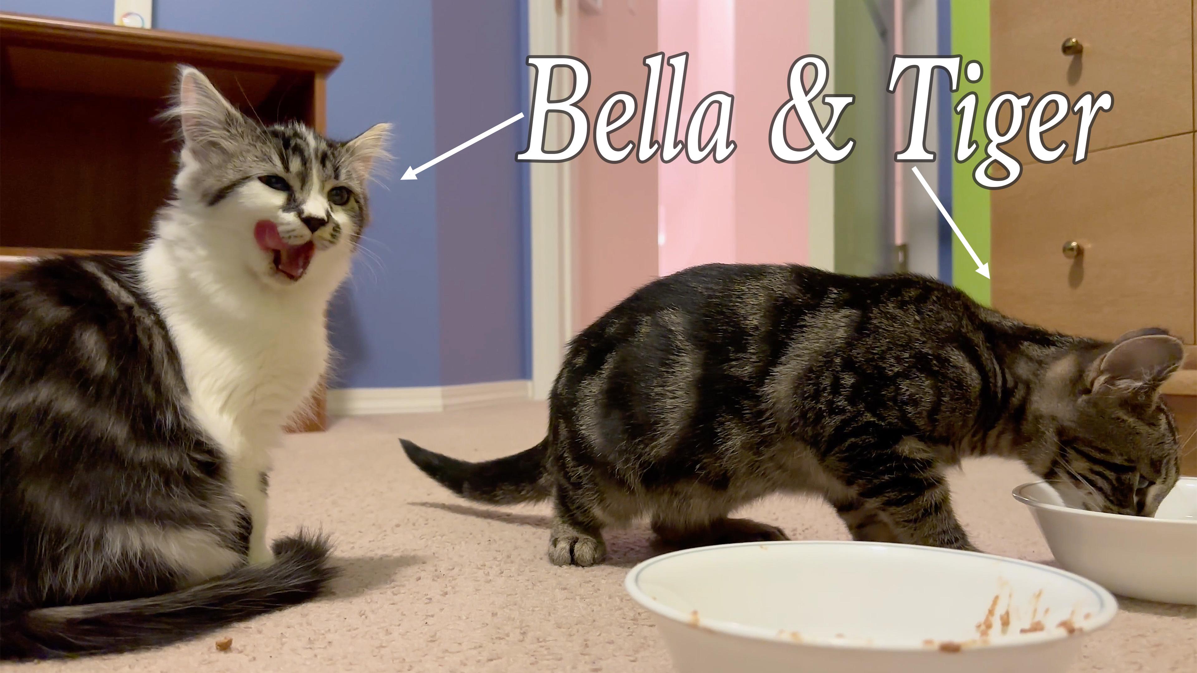 Meet our 12 week old kittens Bella & Tiger. First meal for Bella & Tiger at our home on the day ...