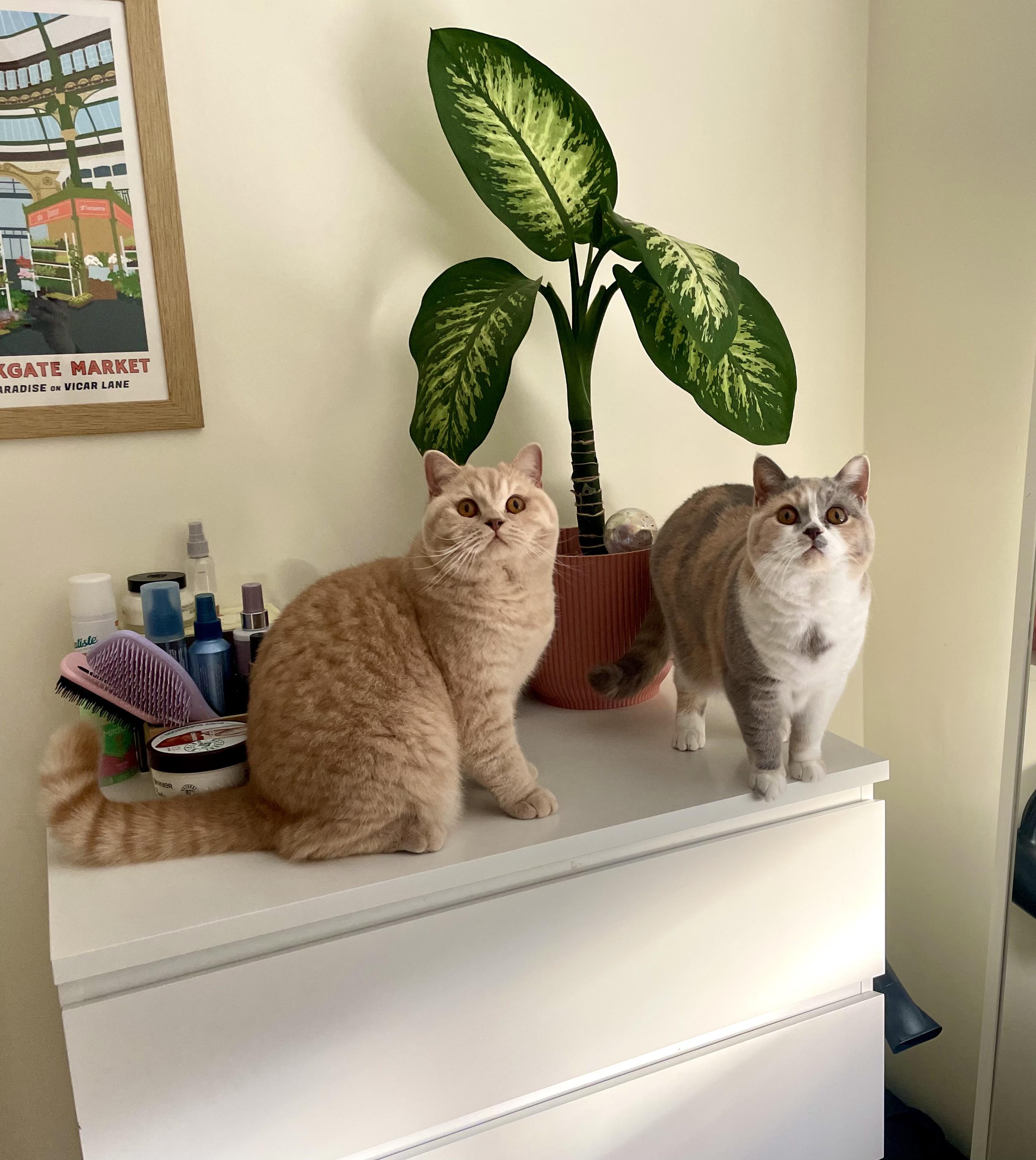 Discover more like Britishshorthair: Meet Porridge and Marble and Related Content | Scrolller