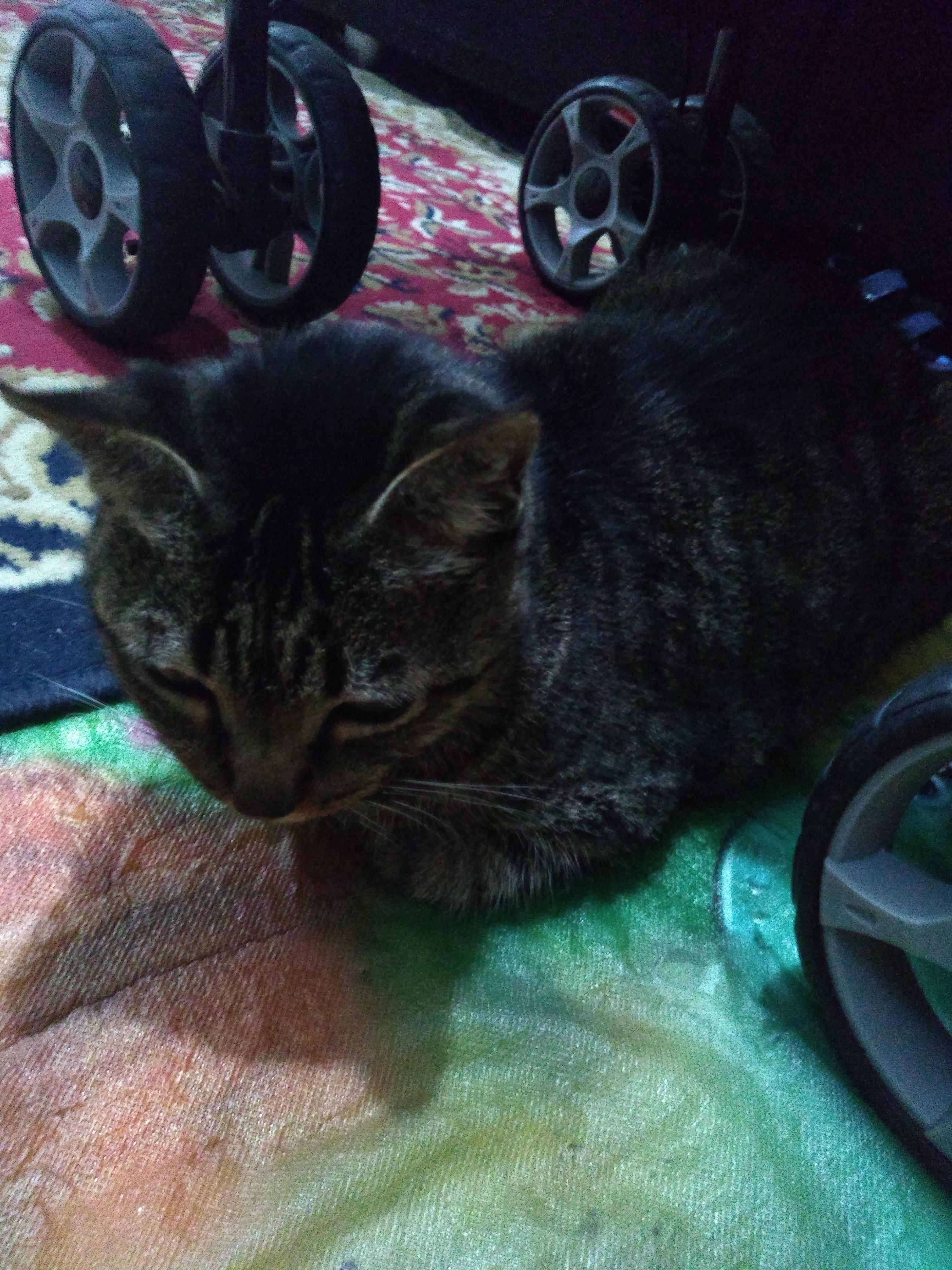 Meet Princesa | Scrolller