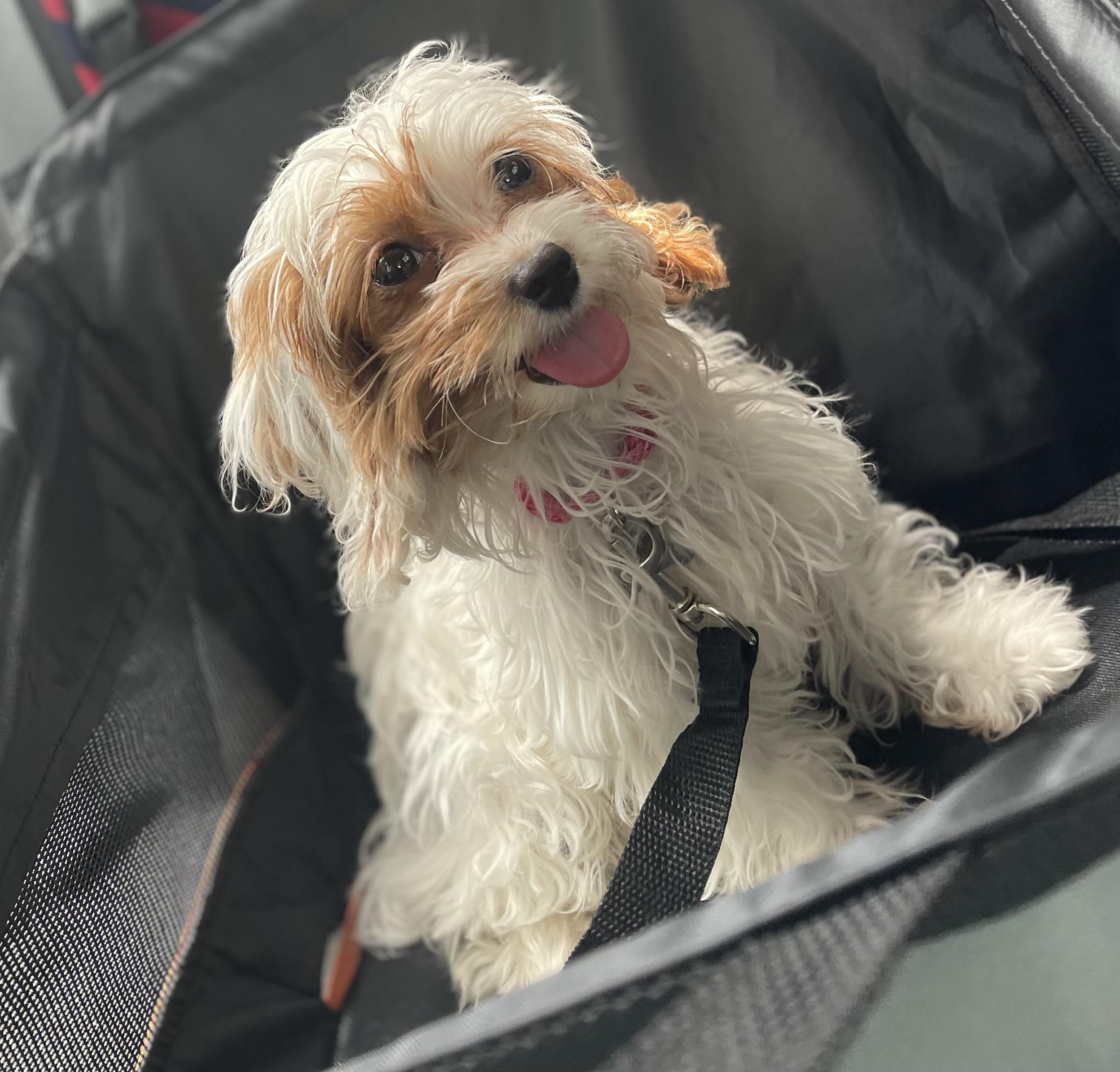 Meet Riley Scrolller