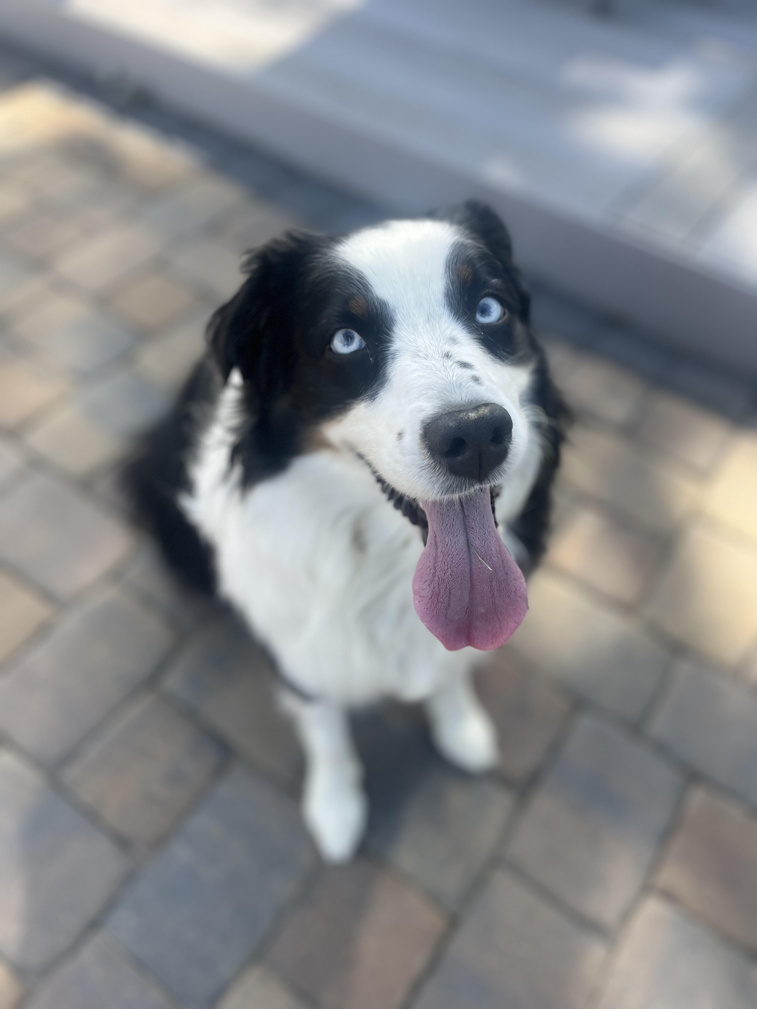 Meet Roxy | Scrolller