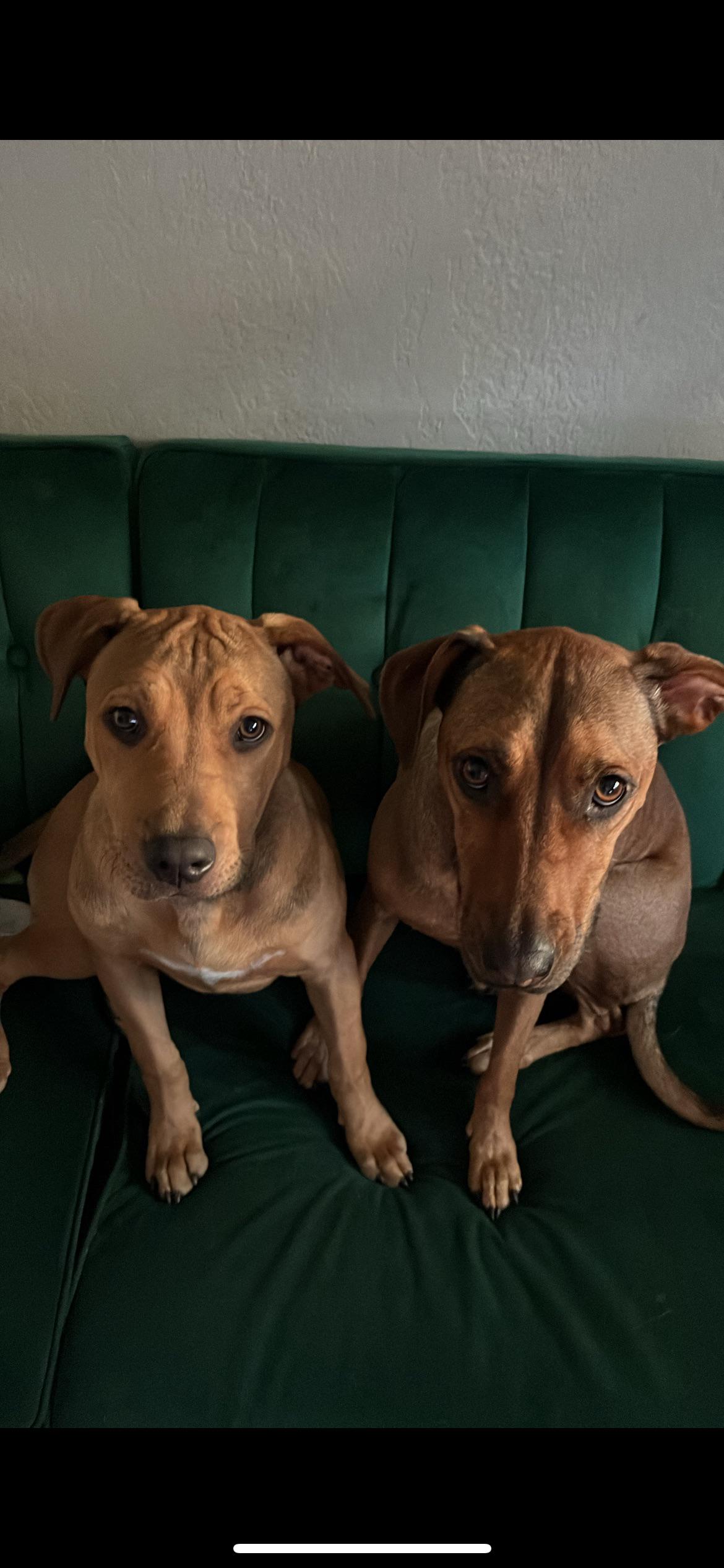 Meet Scooby doo and his big sister Lilith | Scrolller