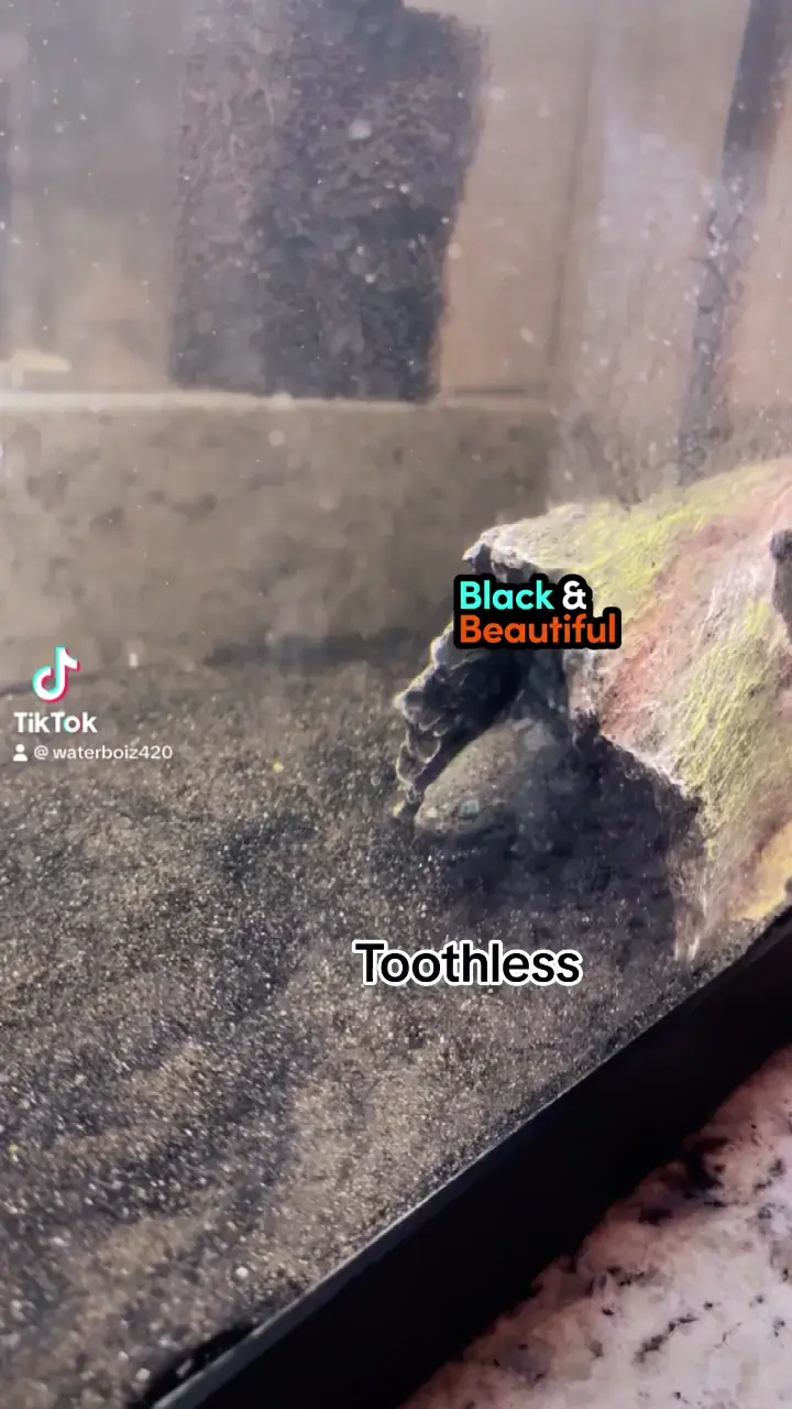 Meet Toothless and Frankie 😍🫶🏻 | Scrolller