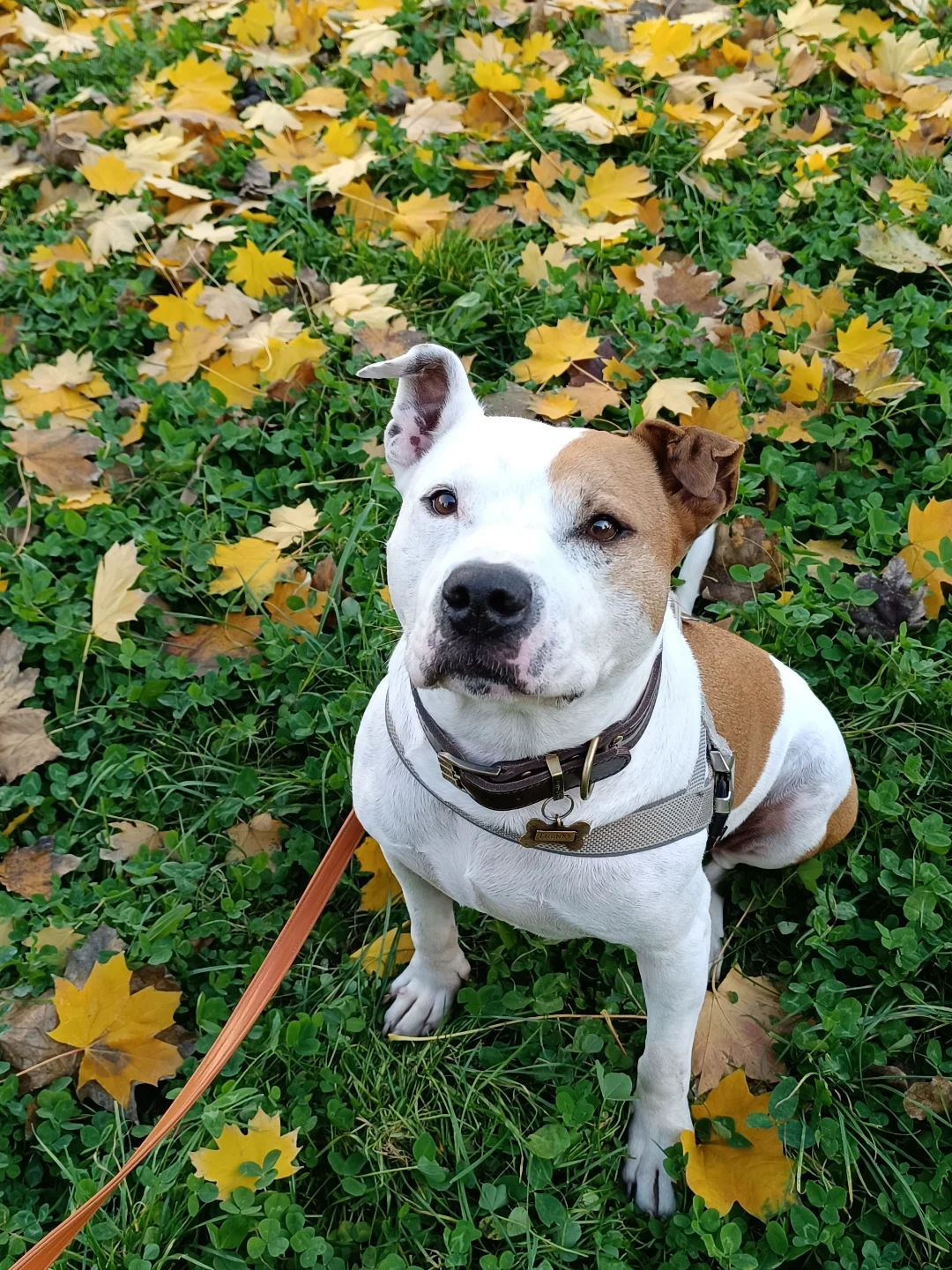 Discover more like Lookatmydog: Meet Tronky and Related Content | Scrolller