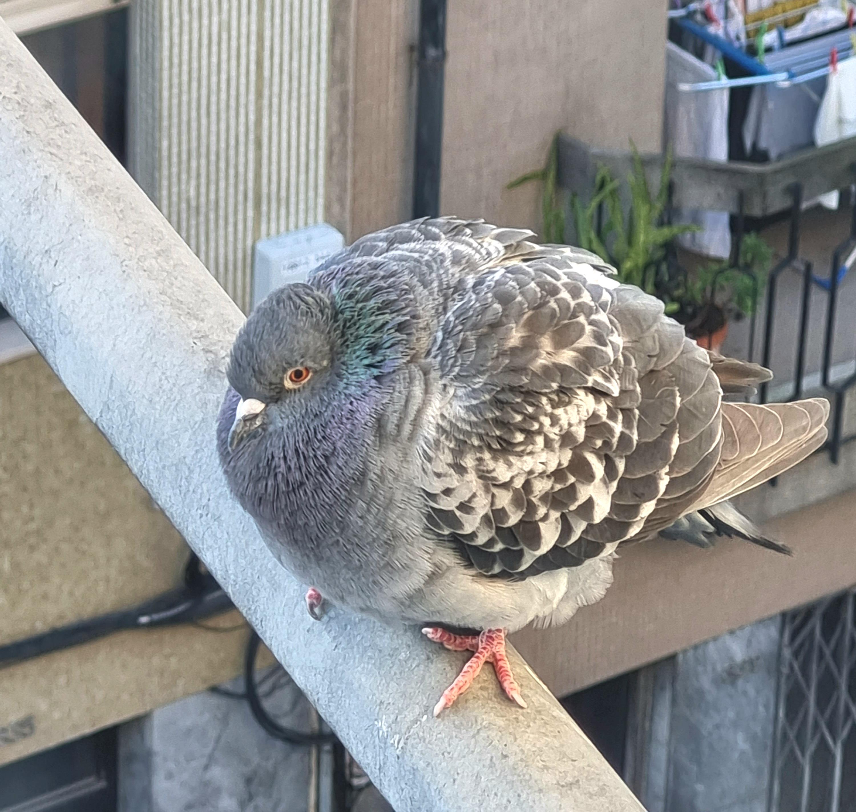 Mega borb mode: activated | Scrolller