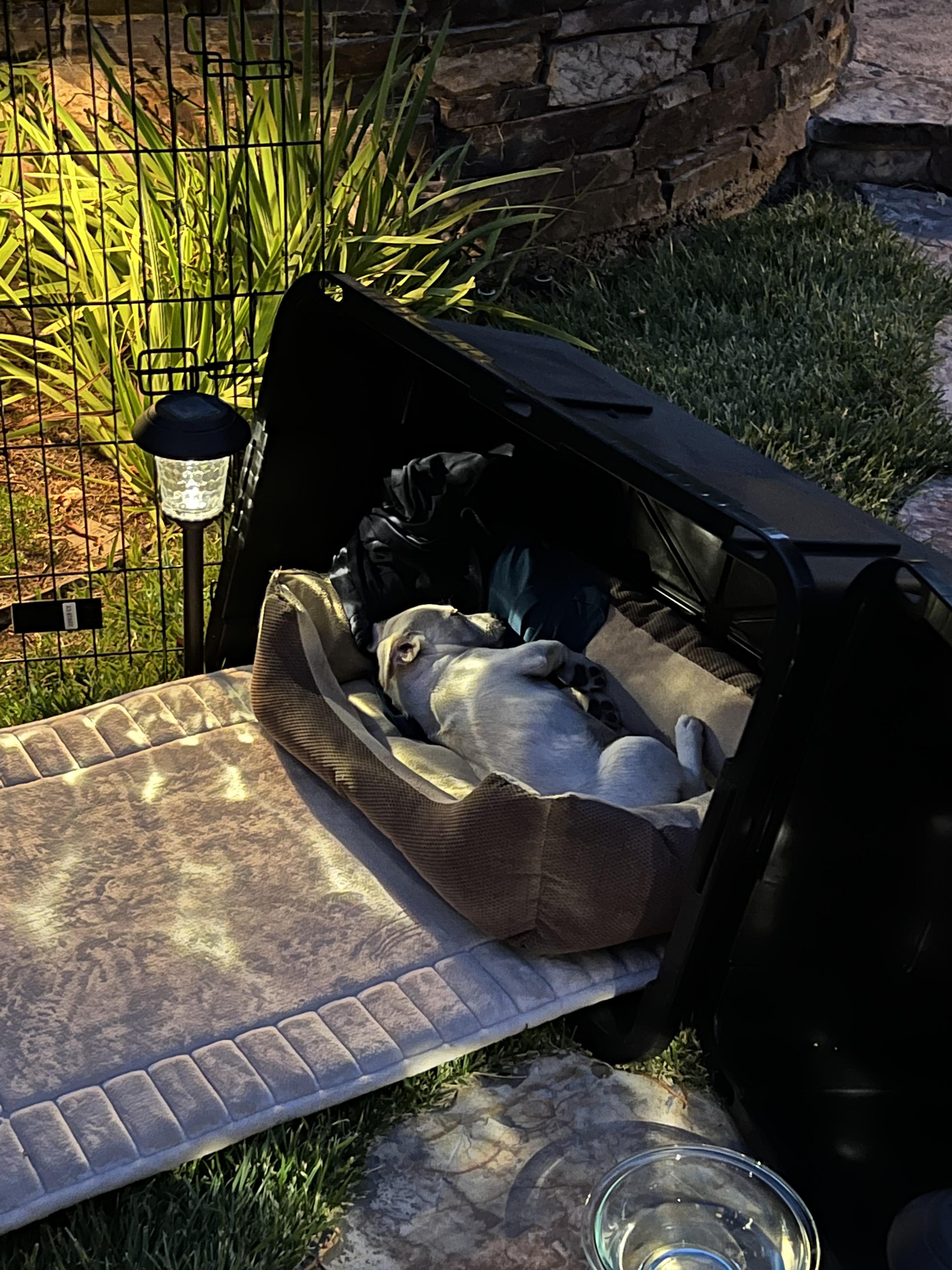 menace sleeping in the garden | Scrolller