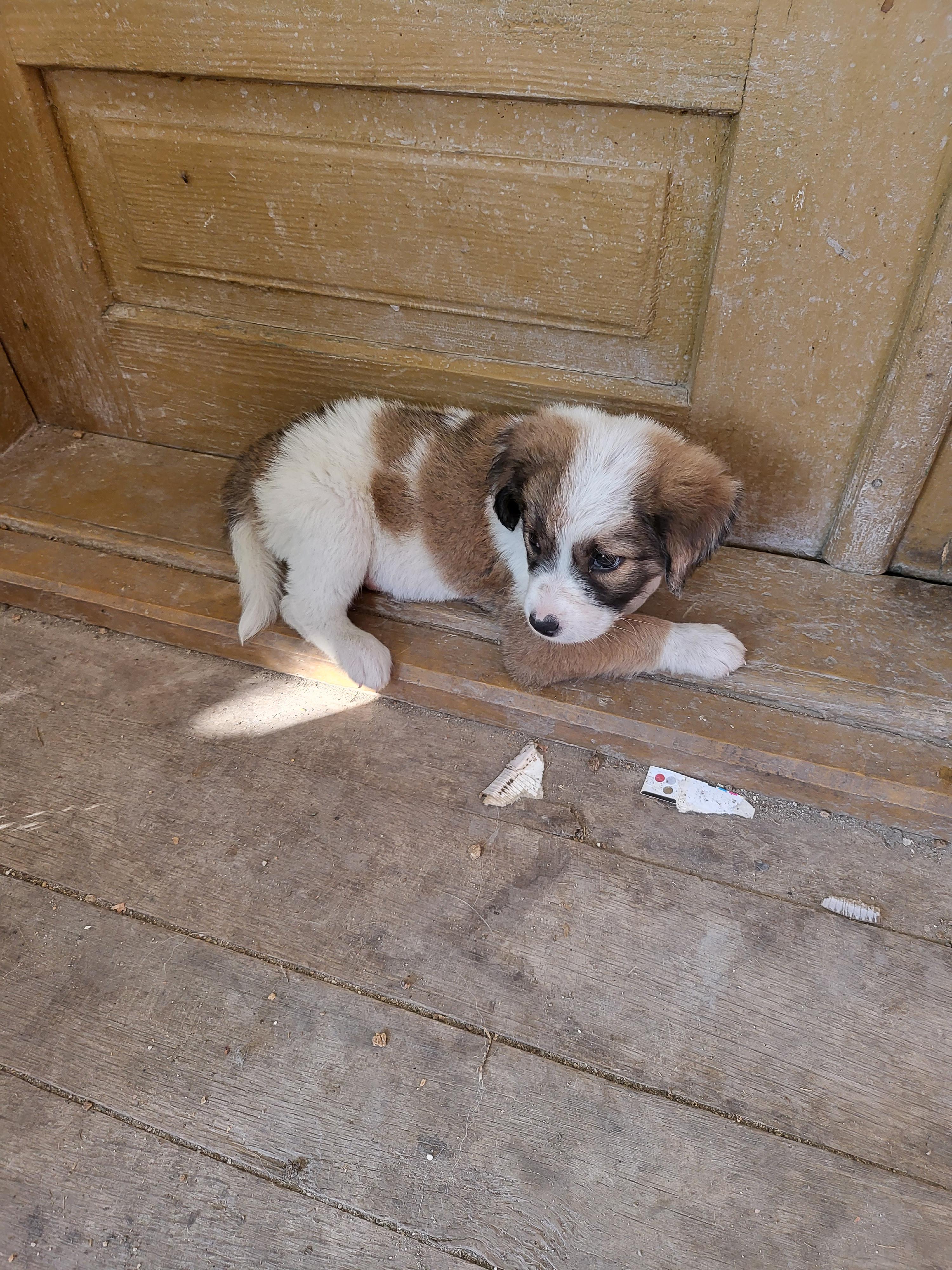 Merry joins the fold | Scrolller